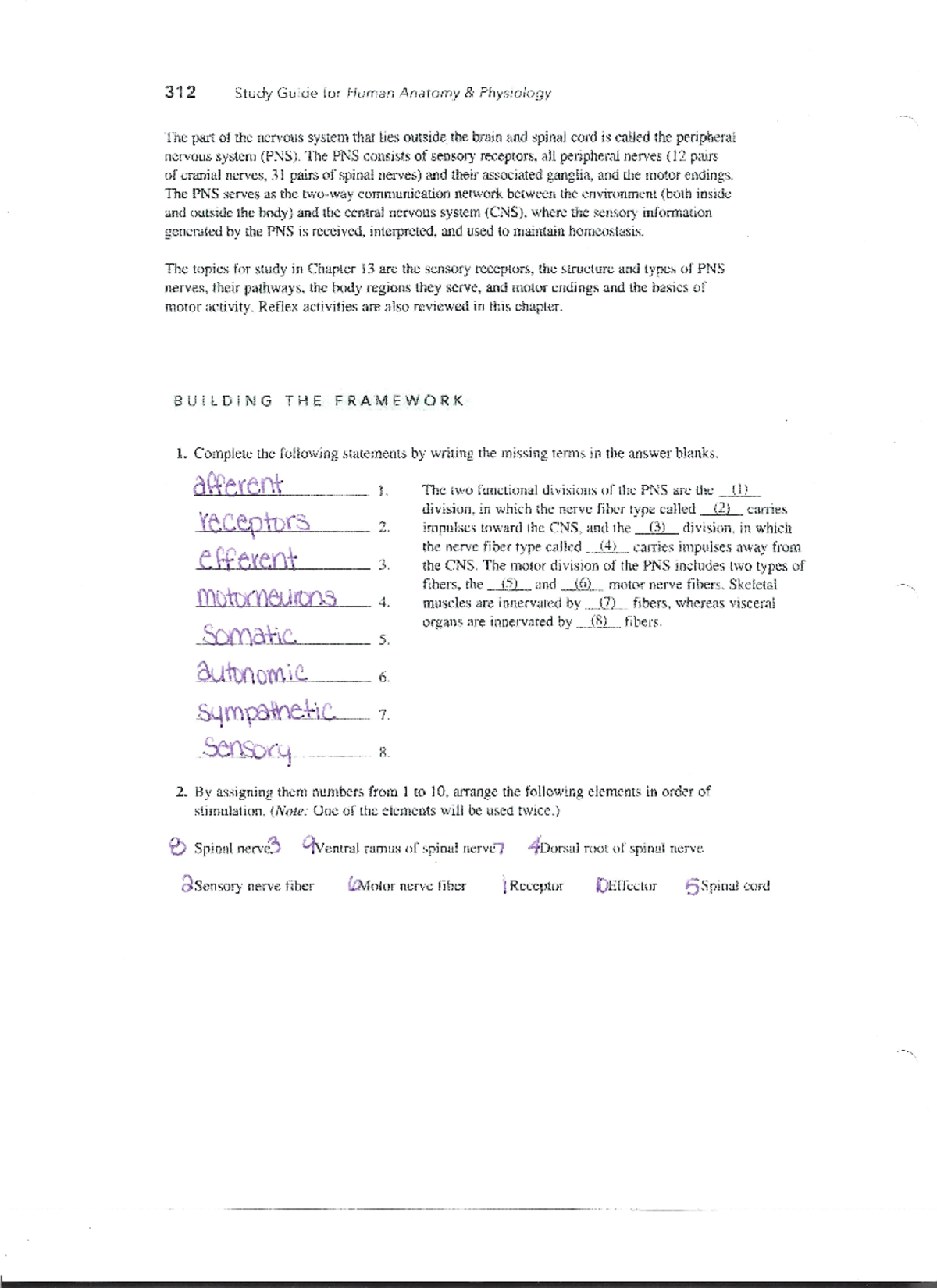 Bio Chap 13 packet - The peripheral Nervous System and Reflex Activity ...