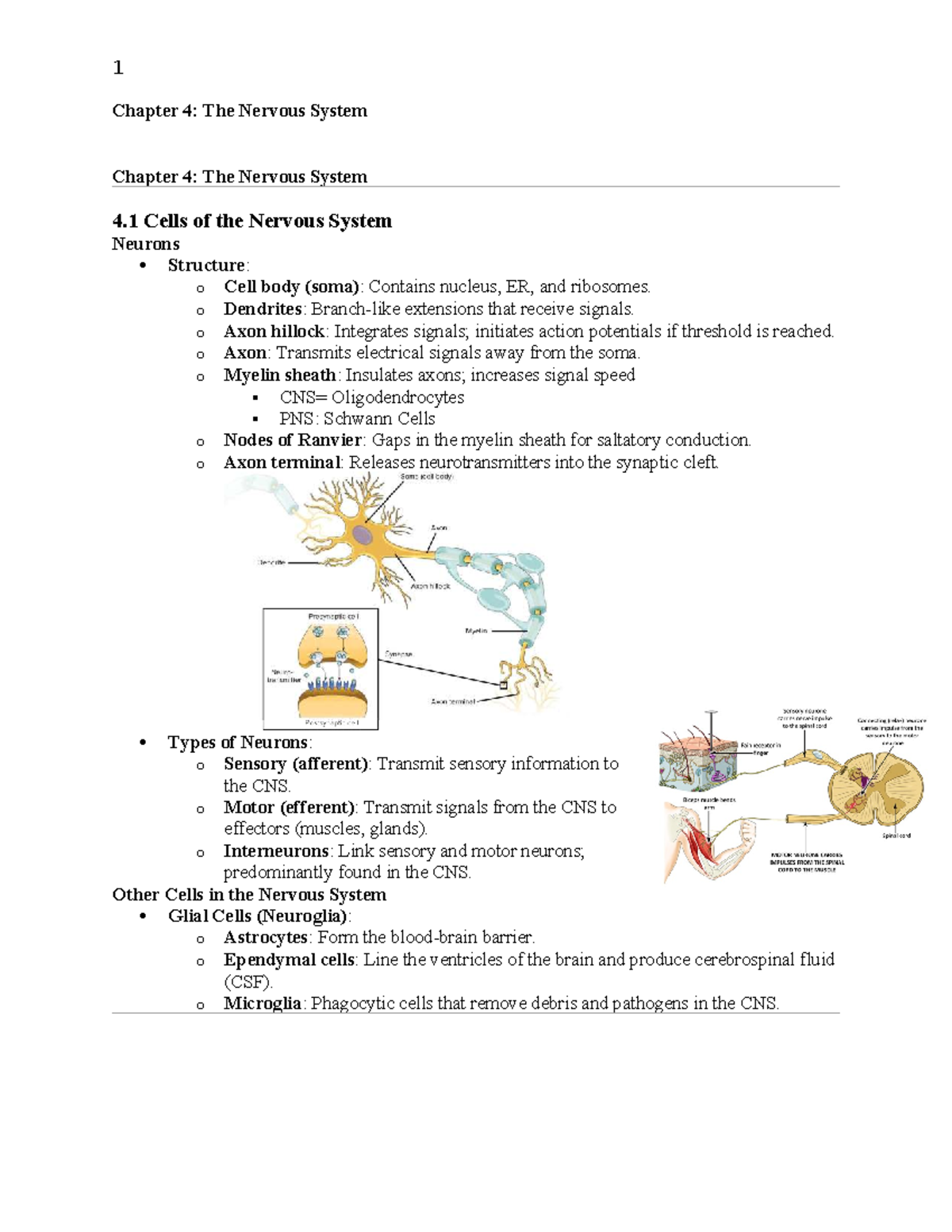 Chapter 4: The Nervous System Overview and Key Concepts - Studocu
