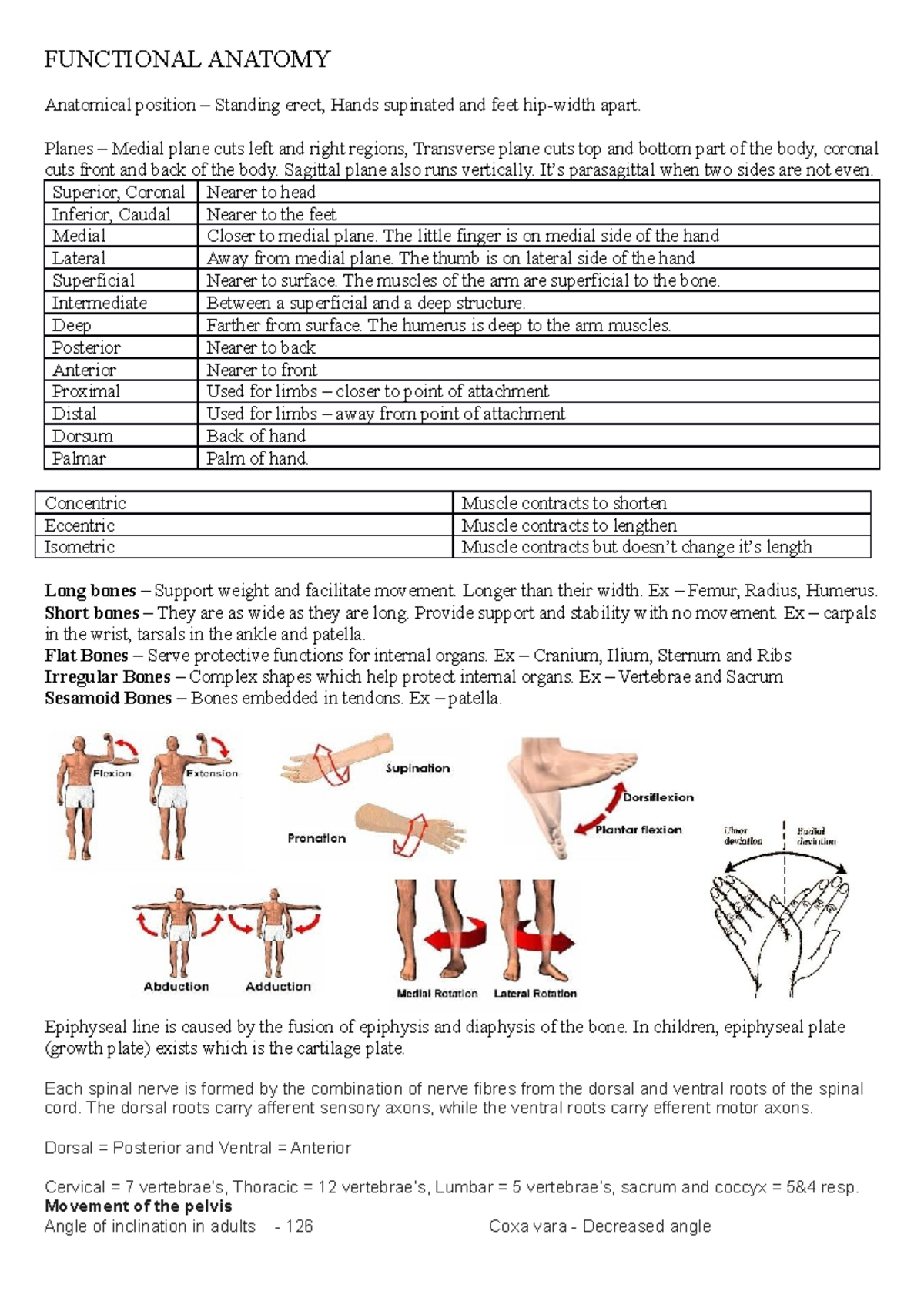 Functional Anatomy Full Year Notes: Comprehensive Study Guide - Studocu