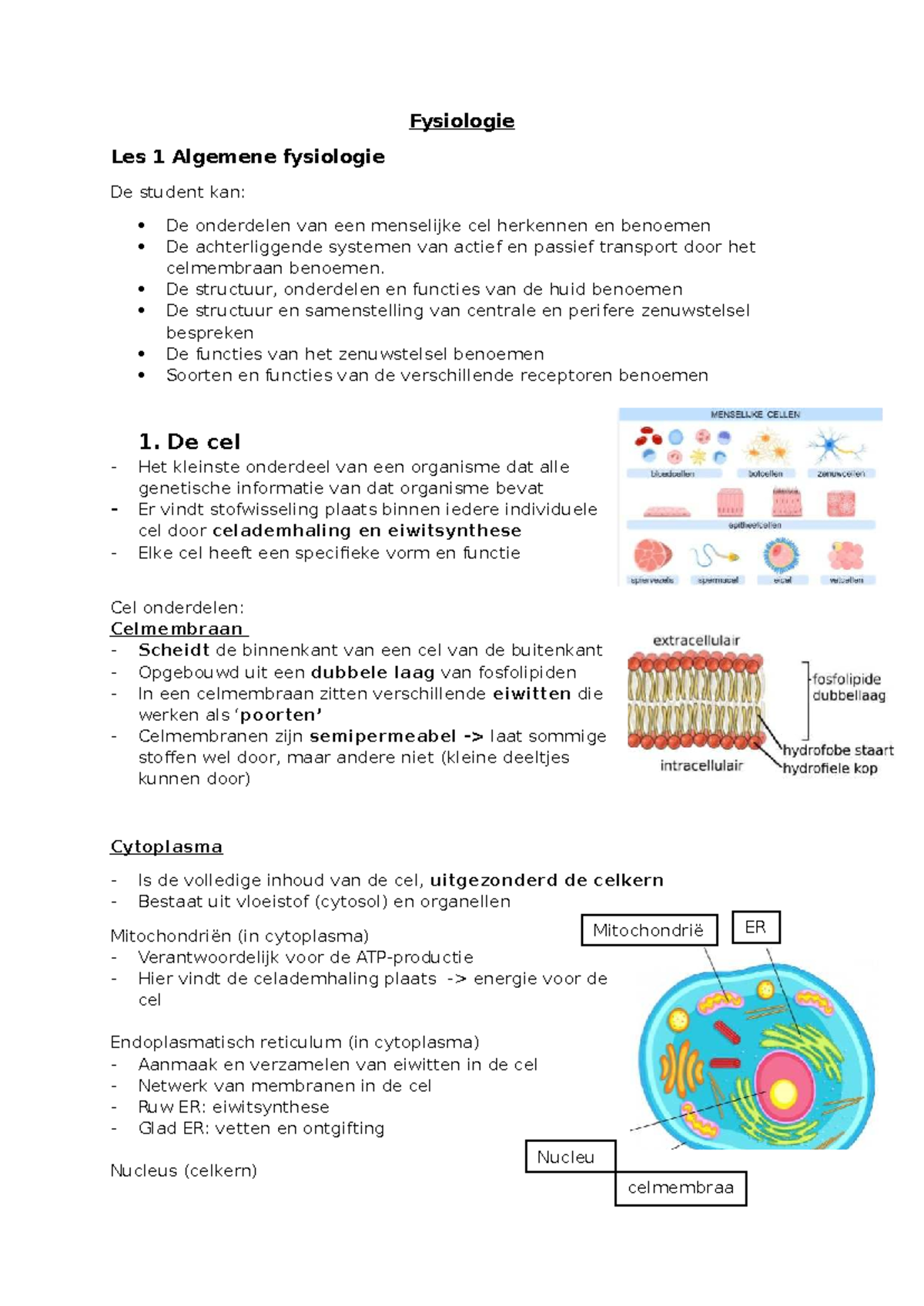 Fysiologie Les 1: Celstructuur, Huid en Zenuwstelsel - PXL Hasselt ...