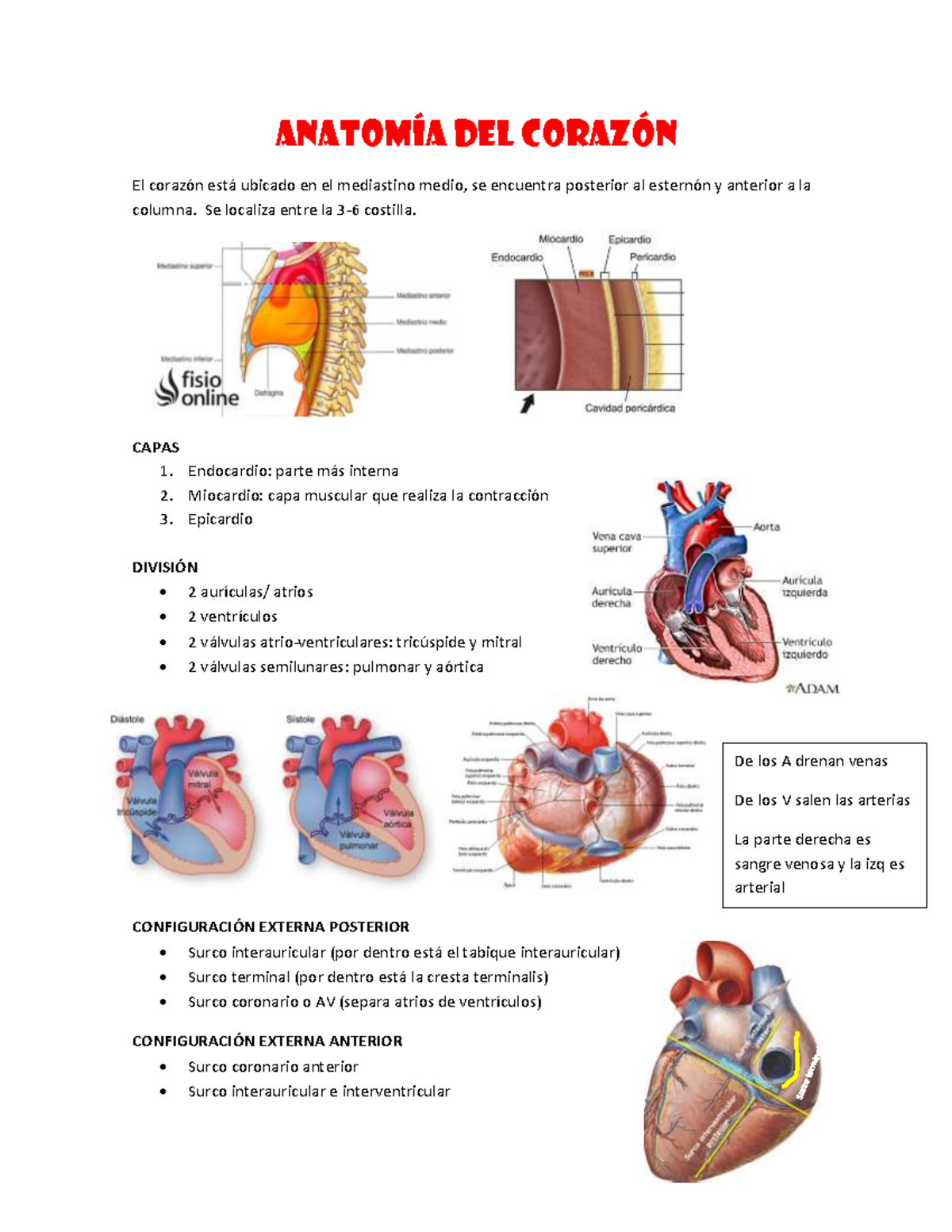 Anatomía del Corazón: Estructura y Función Cardiaca - Studocu