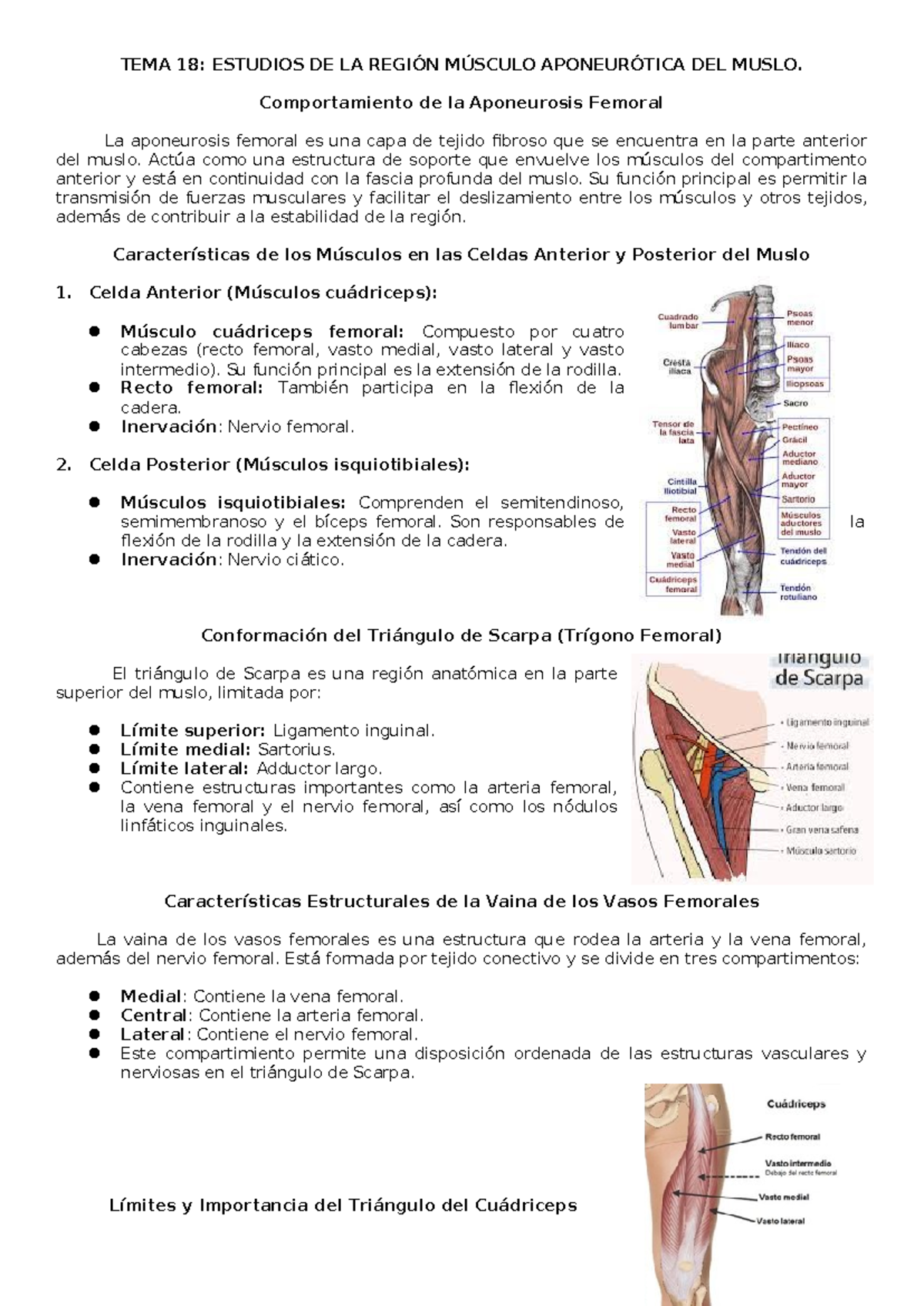 TEMA 18: ESTUDIOS DE LA APONEUROSIS FEMORAL Y MÚSCULOS DEL MUSLO - Studocu