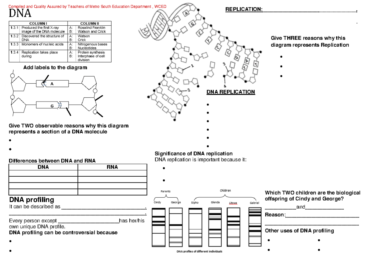 10.1 DNA Revision Notes: Understanding DNA Replication and Profiling ...