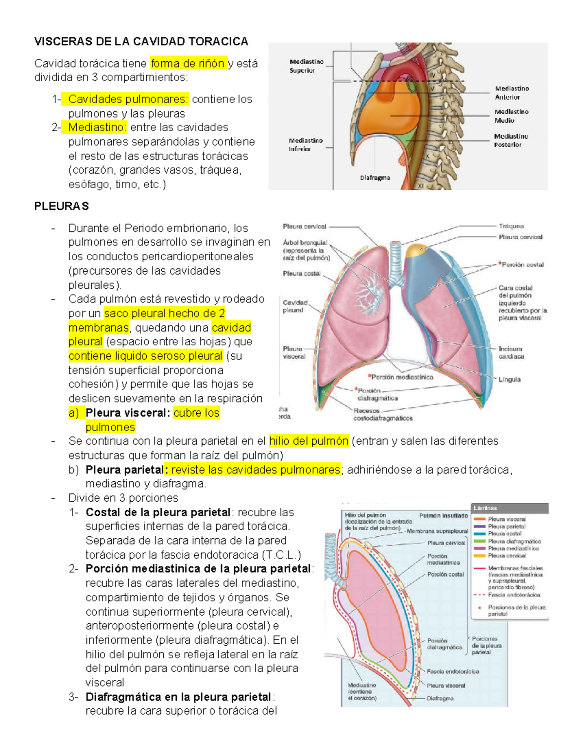 Visceras de la Cavidad Torácica: Anatomía y Funciones Esenciales ...