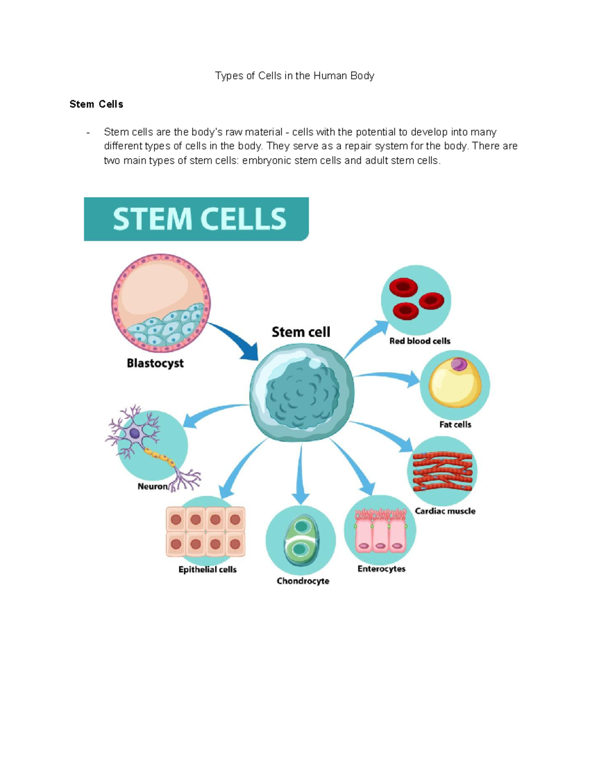 Types of Cells in the Human Body: Overview and Functions - Studocu