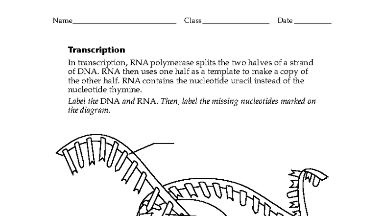 mRNA Decoding and Transcription: Amino Acids & Codons (BIO101) - Studocu