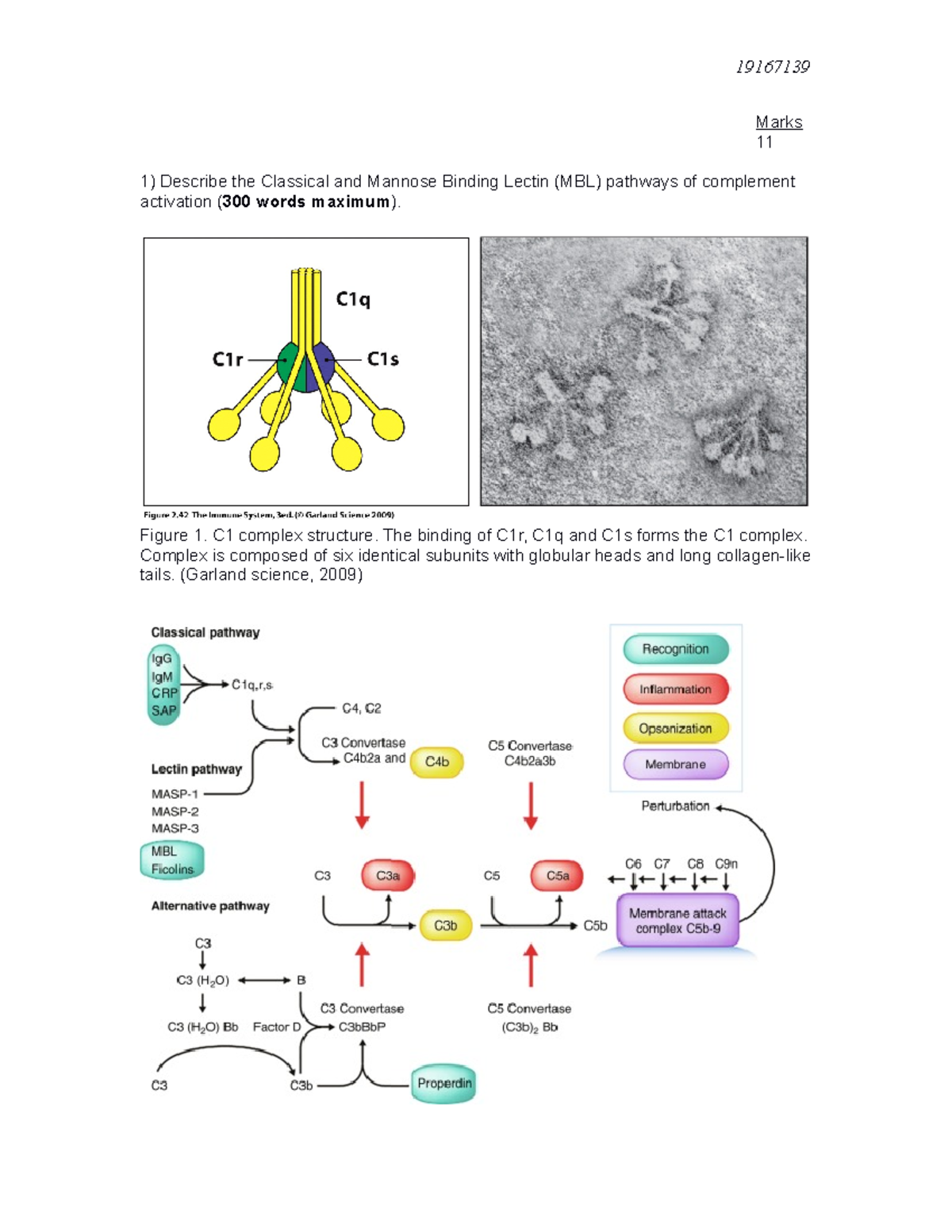 Immunology Case Study: Complement System Pathways Explained - Studocu