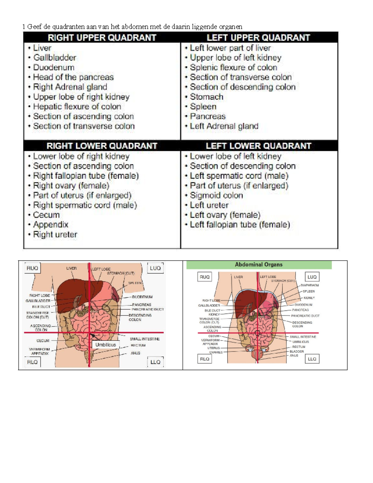 Anatomie van de Borst- en Buikholte: Structuren en Functies - Studeersnel