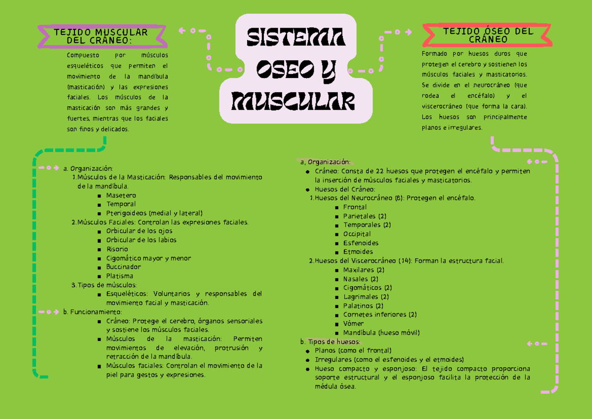 Organizador Gráfico del Sistema Oseo y Muscular - Biología 101 - Studocu