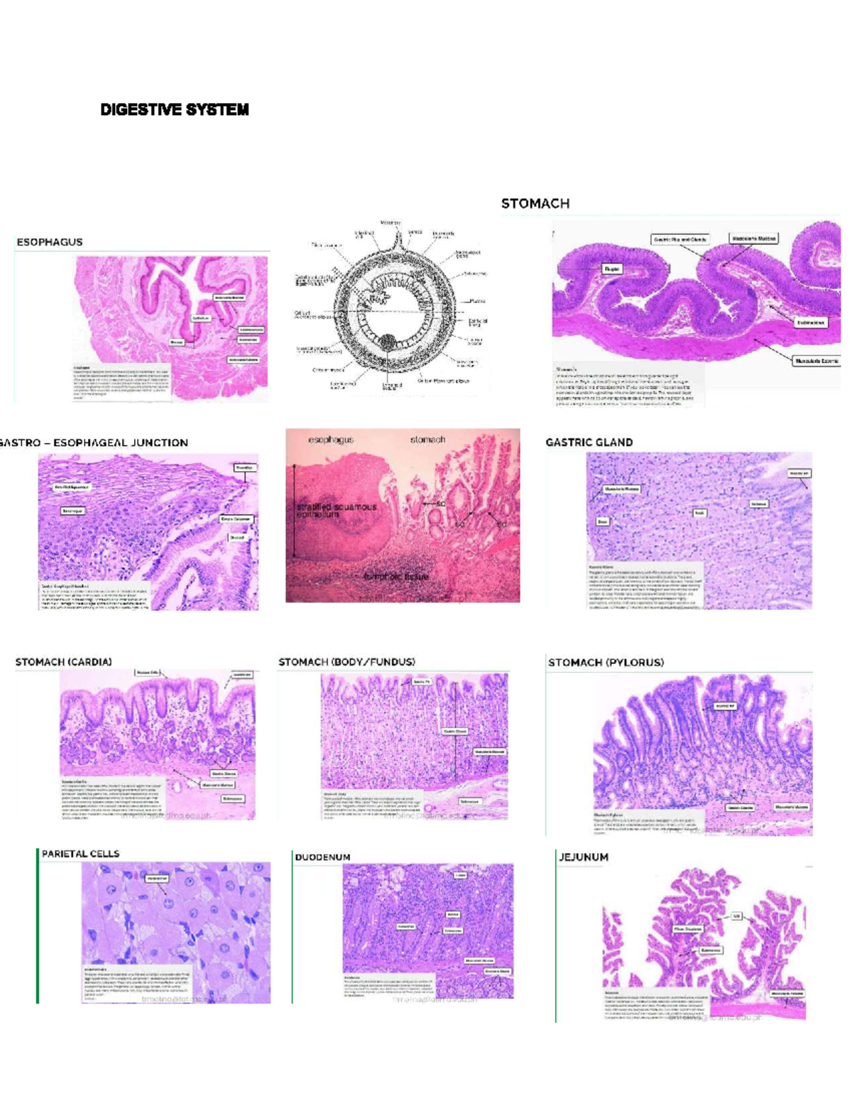 DIGESTIVE SYSTEM REVIEWER: STOMACH & ESOPHAGUS STRUCTURE AND FUNCTION ...