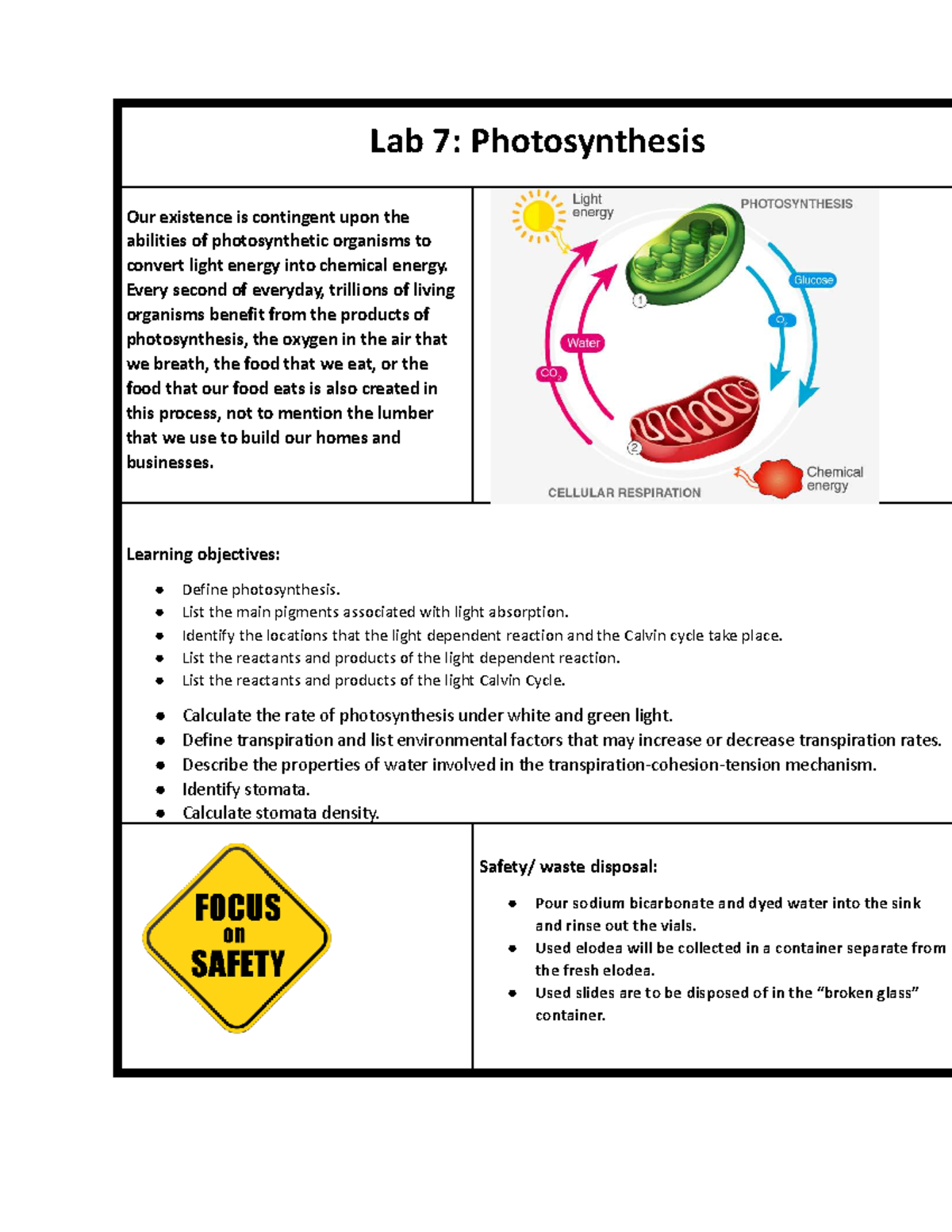 Lab 7: Photosynthesis & Stomata Density Experiment 1406 - Studocu