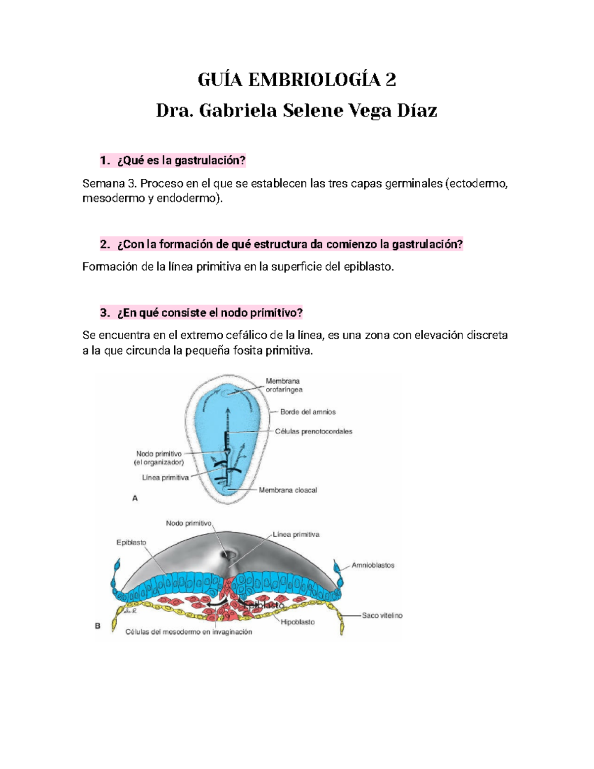 Embriología - Guía 2 - ... - GUÍA EMBRIOLOGÍA 2 Dra. Gabriela Selene ...