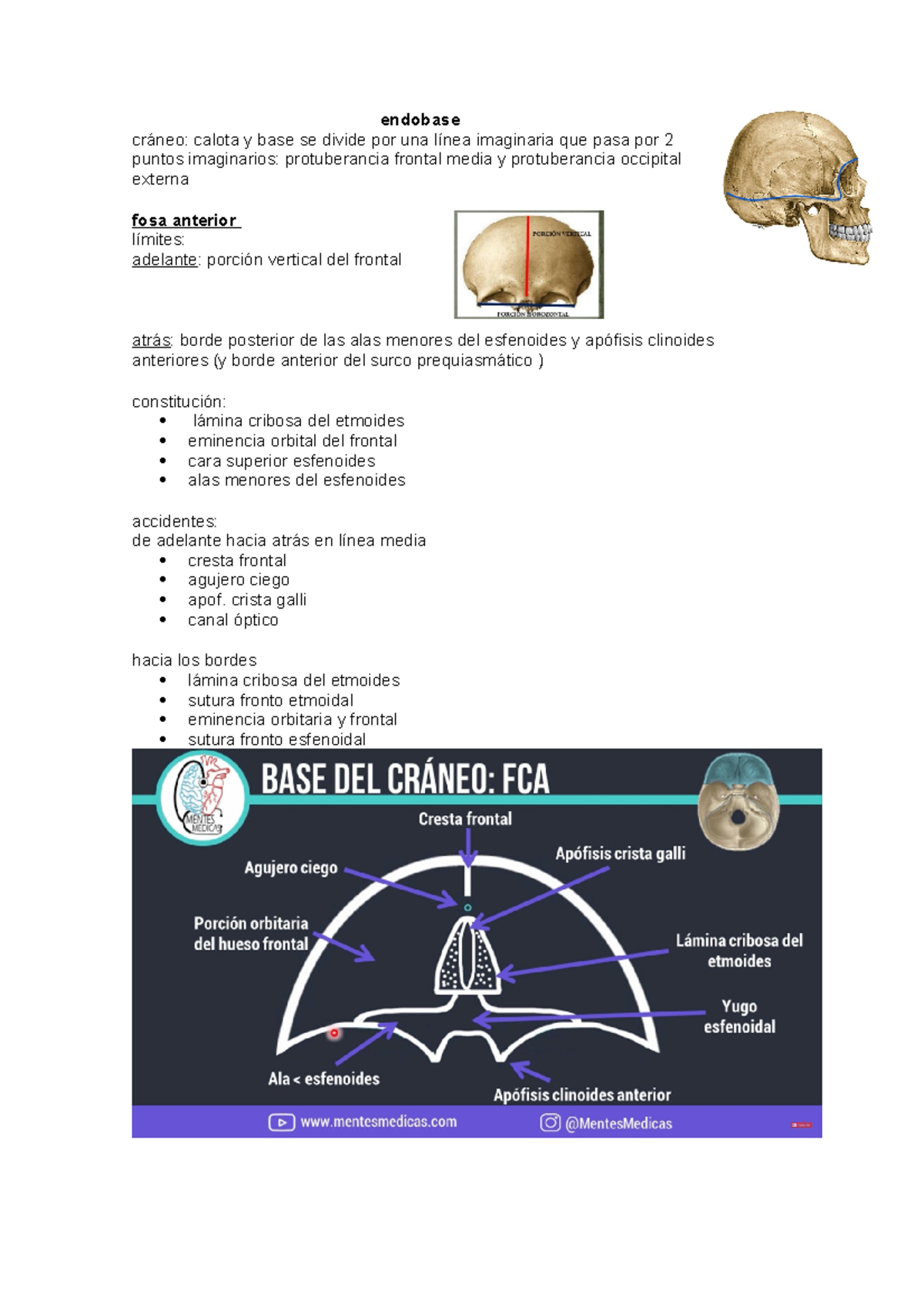 Análisis del Endobase y Exobase del Cráneo: Estructura y Límites - Studocu
