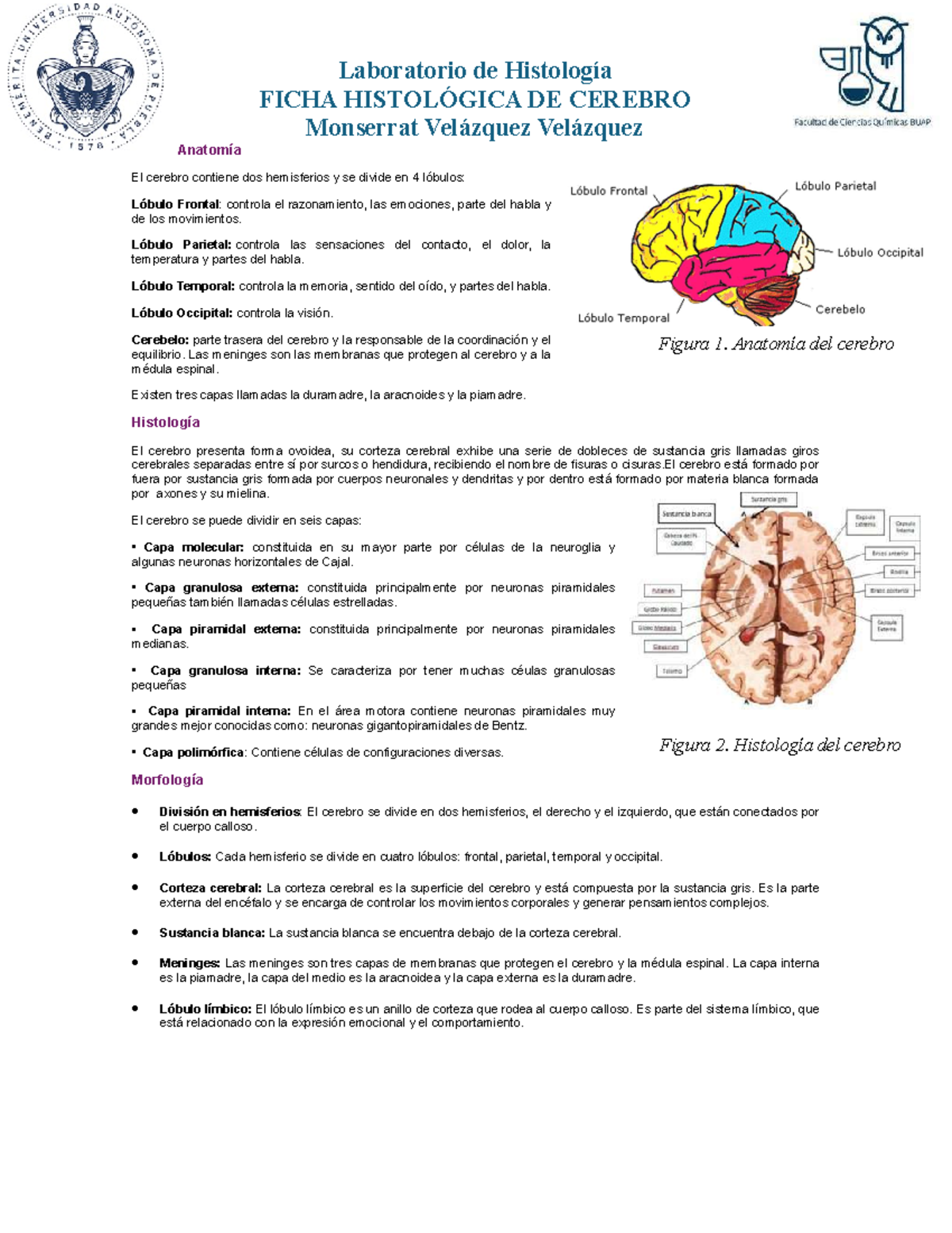 Ficha Histológica del Cerebro - CERE - Anatomía y Morfología - Studocu