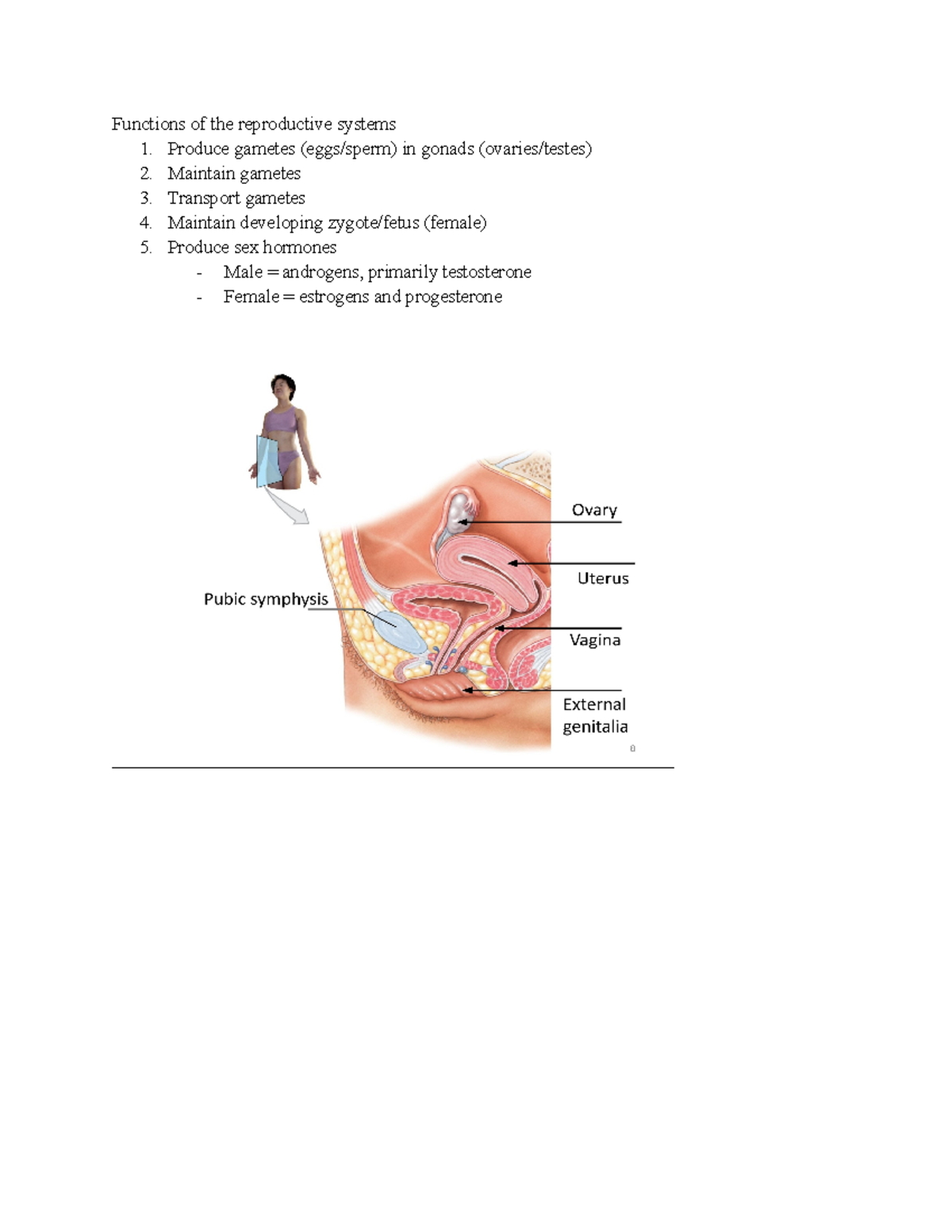 AP Reproductive System Lab Notes: Functions and Anatomy Overview - Studocu