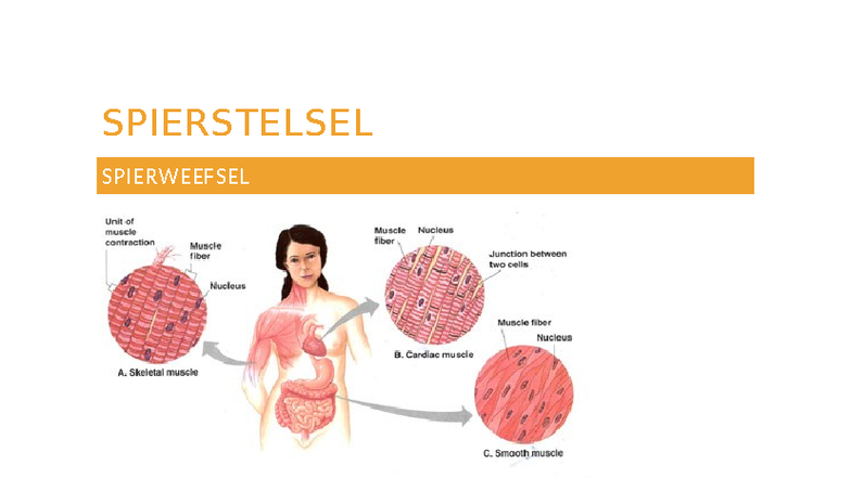 Fysiologie van de Spieren: Skelet-, Hart- en Glad Spierweefsel - Studocu