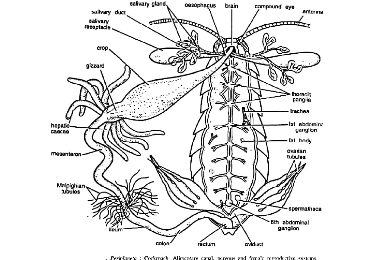 Anatomy of Cockroach: Detailed Study of Structures and Organs - Studocu