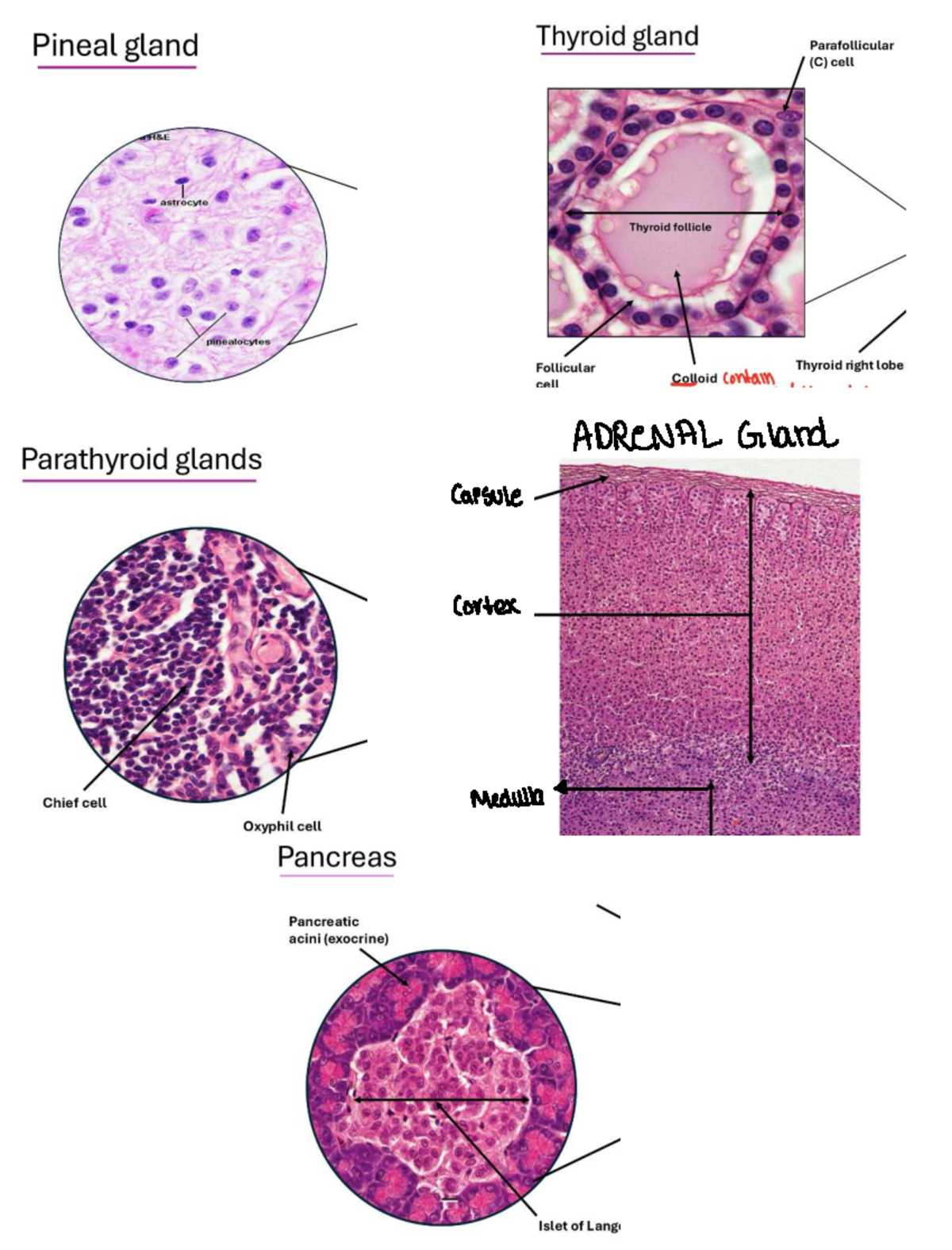 Anatomy - Practice Material for Histology and Gland Structures - Studocu