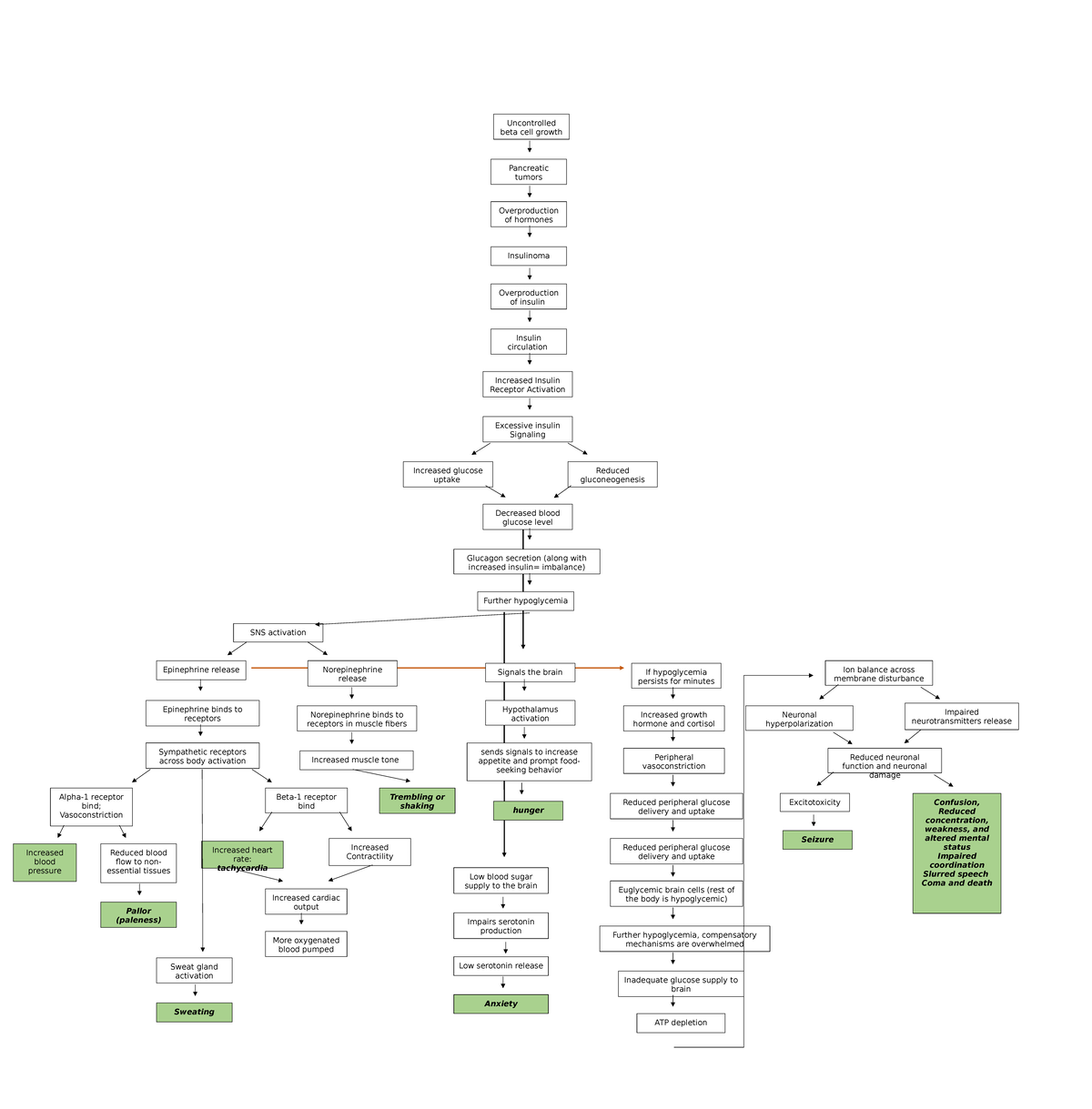 MEN TYPE1 - Pathophysiology - Epinephrine binds to receptors Epinephrine release Alpha-1 ...