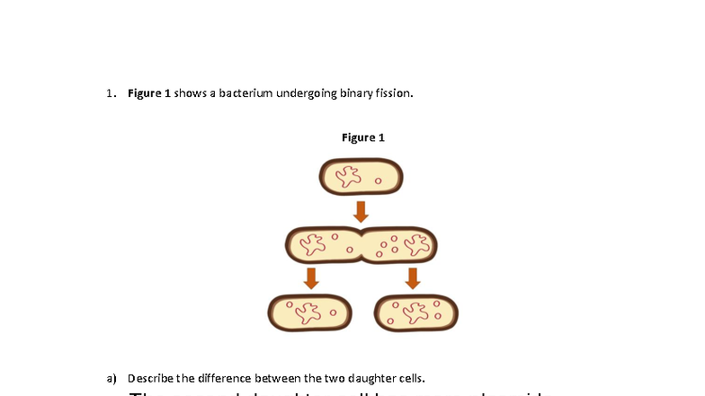 Asexual Reproduction in Bacteria: Concepts and Examples - Studocu