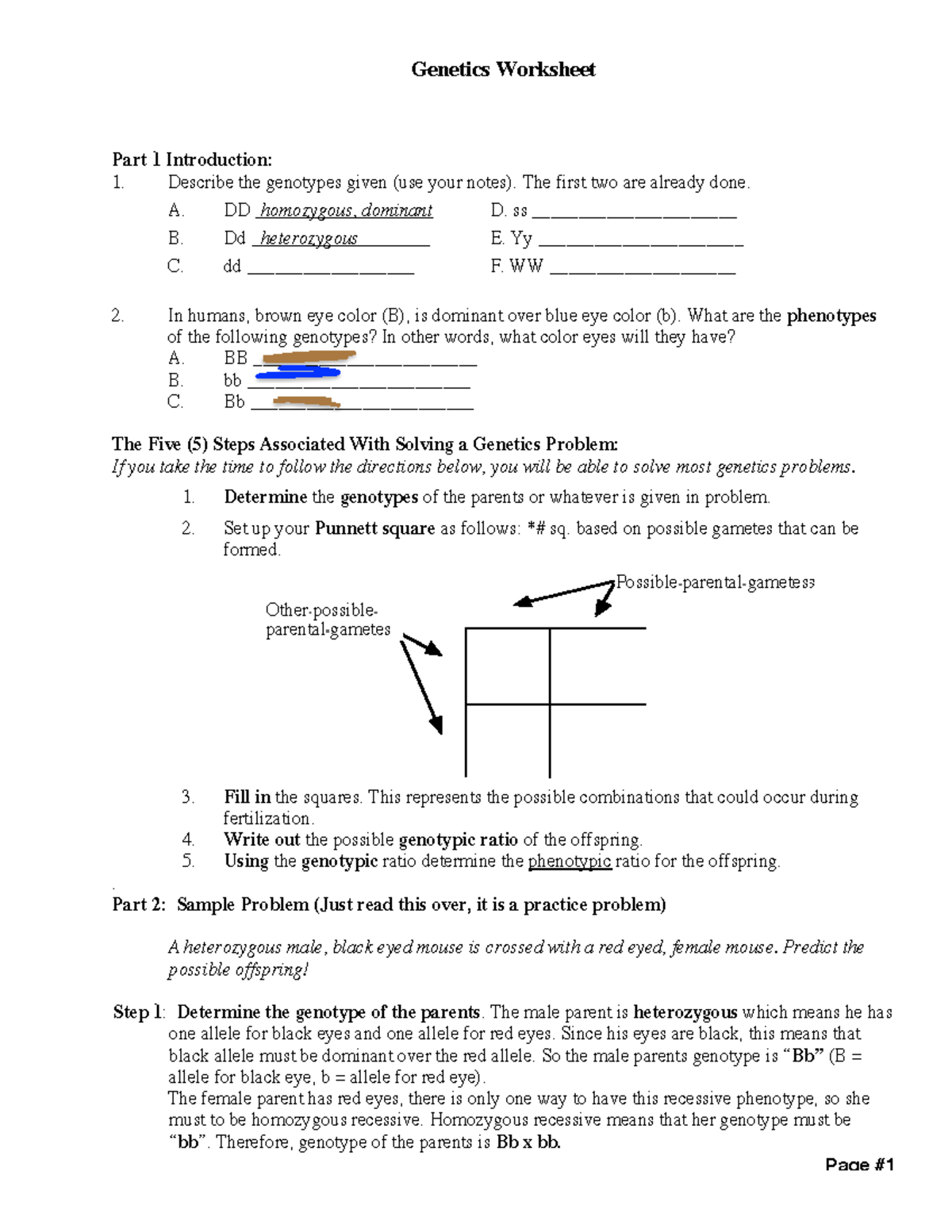 Genetics Worksheet: Punnett Squares and Problem Solving (GEN101) - Studocu