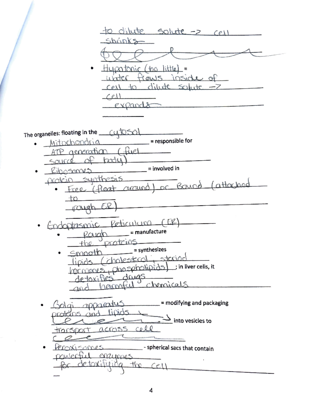 Cell Biology Final Exam Notes: Organelles' Functions and Roles - • Sn