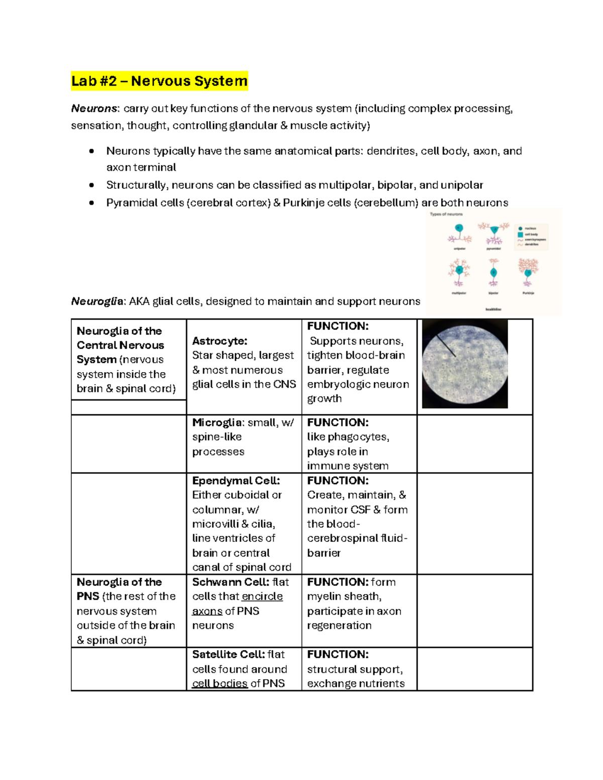 Lab #2-7: Comprehensive Overview of Nervous System Anatomy & Functions ...