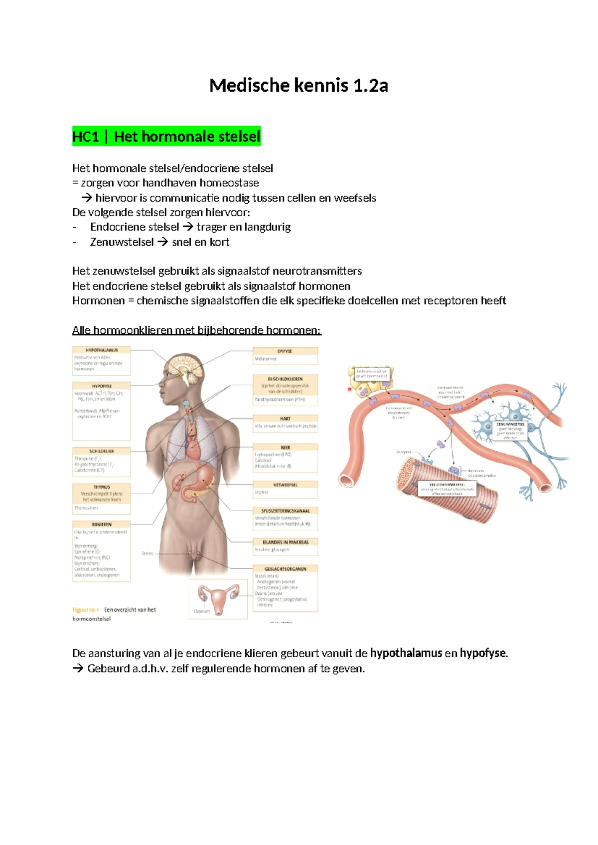 Anatomie en fysiologie hoofdstuk 13 - 13 Arterie, arteriolen ...