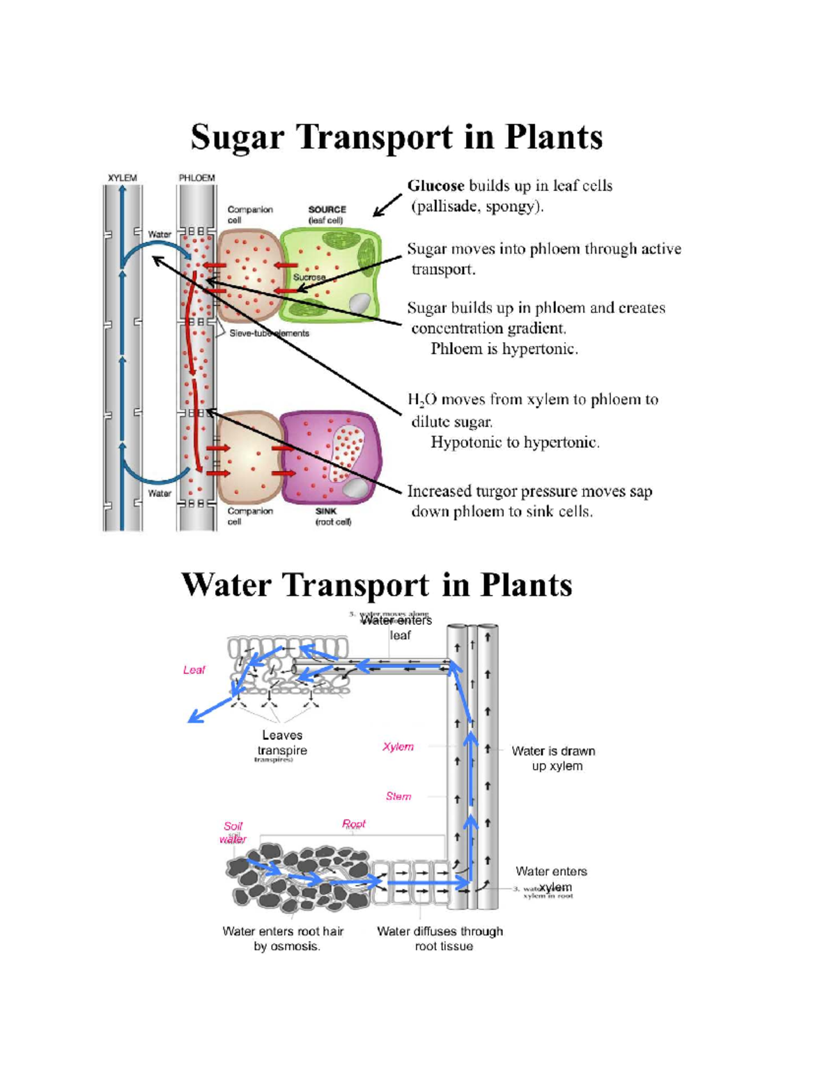 Sugar Transport Mechanisms in Plants: XYLEM & PHLOEM - Studocu