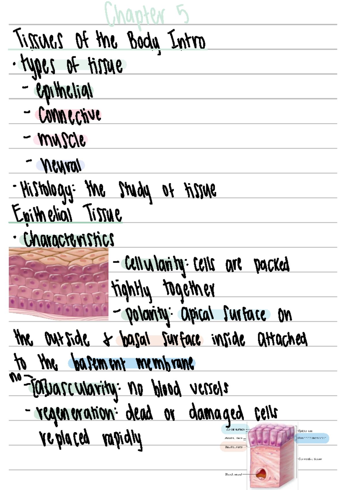 A&P Chapter 5: Tissues of the Body - Skin Notes - Studocu