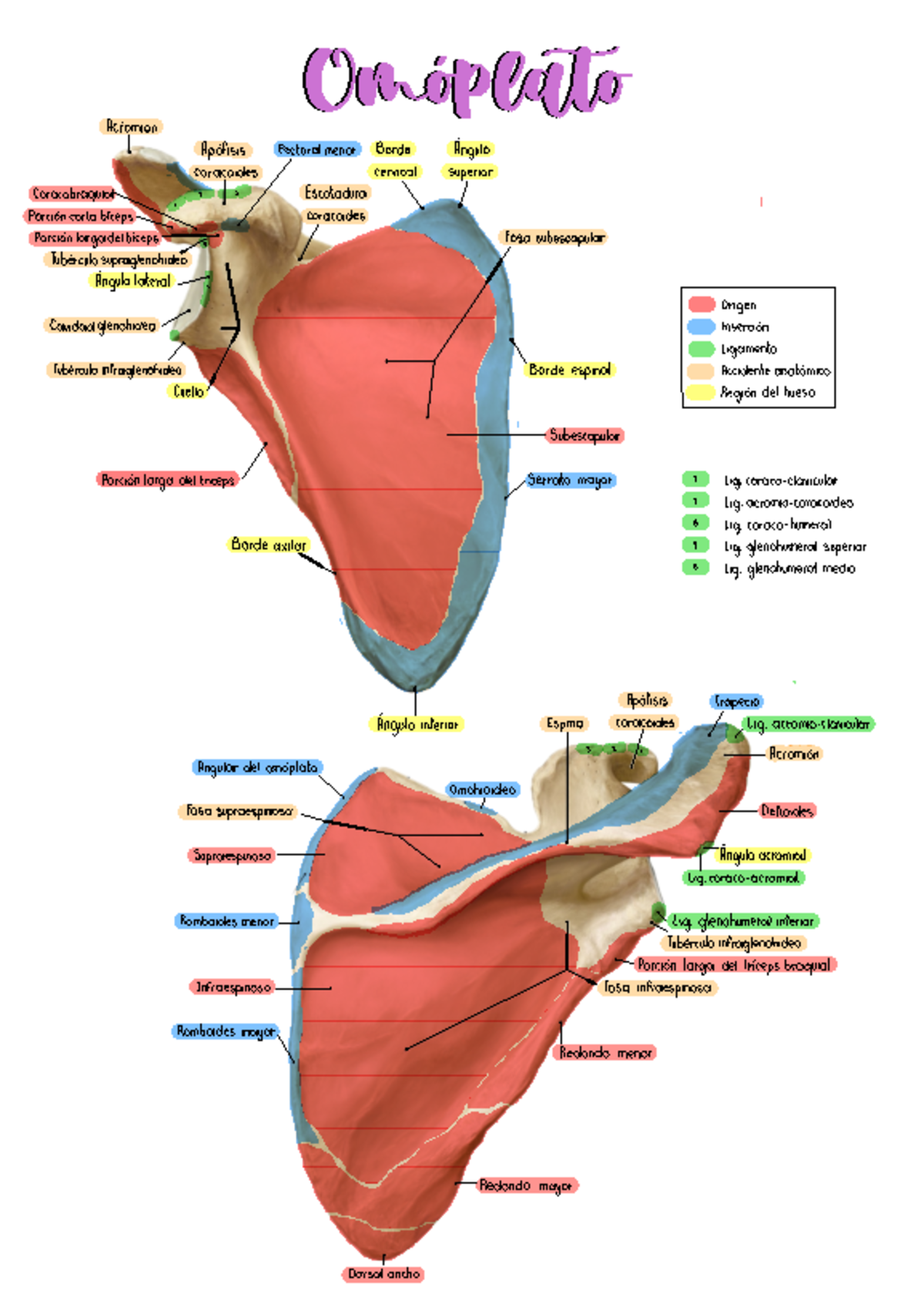Anatomía Del Músculo Del Omóplato El Músculo Del Mes | Elevador De