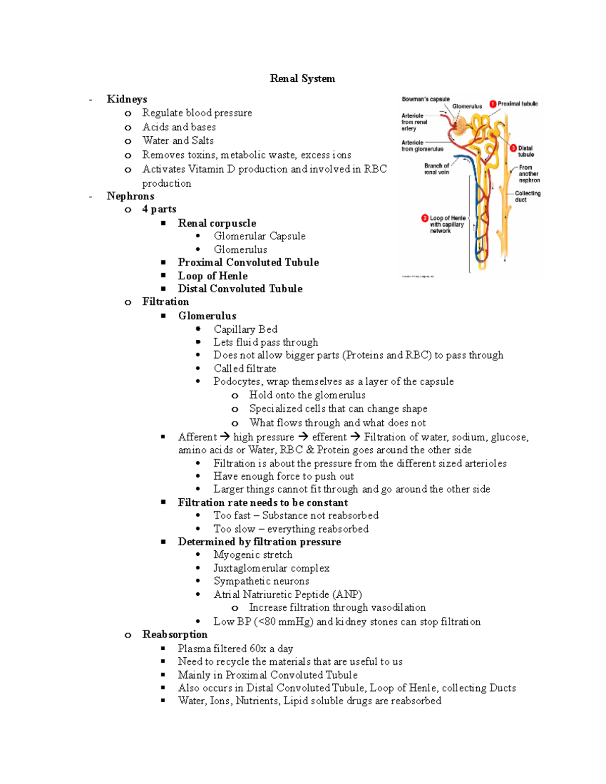 Renal System - Lecture notes 16 - Renal System - Kidneys o Regulate ...