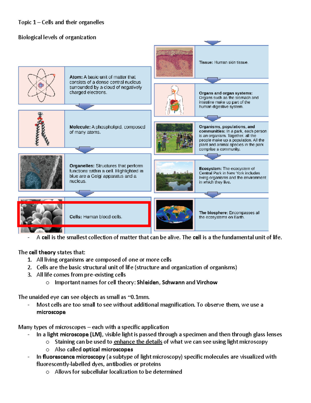 Topic 1 - Topic 1 – Cells and their organelles Biological levels of ...