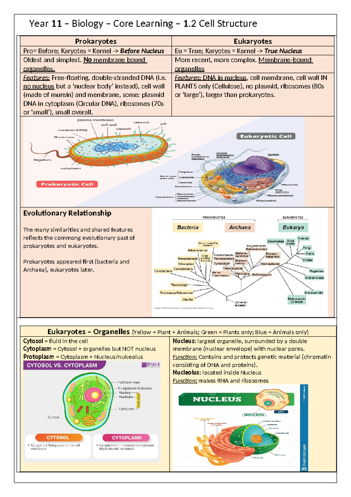 11 Biology Core Learning 1.2: Prokaryotes vs Eukaryotes Overview - Studocu