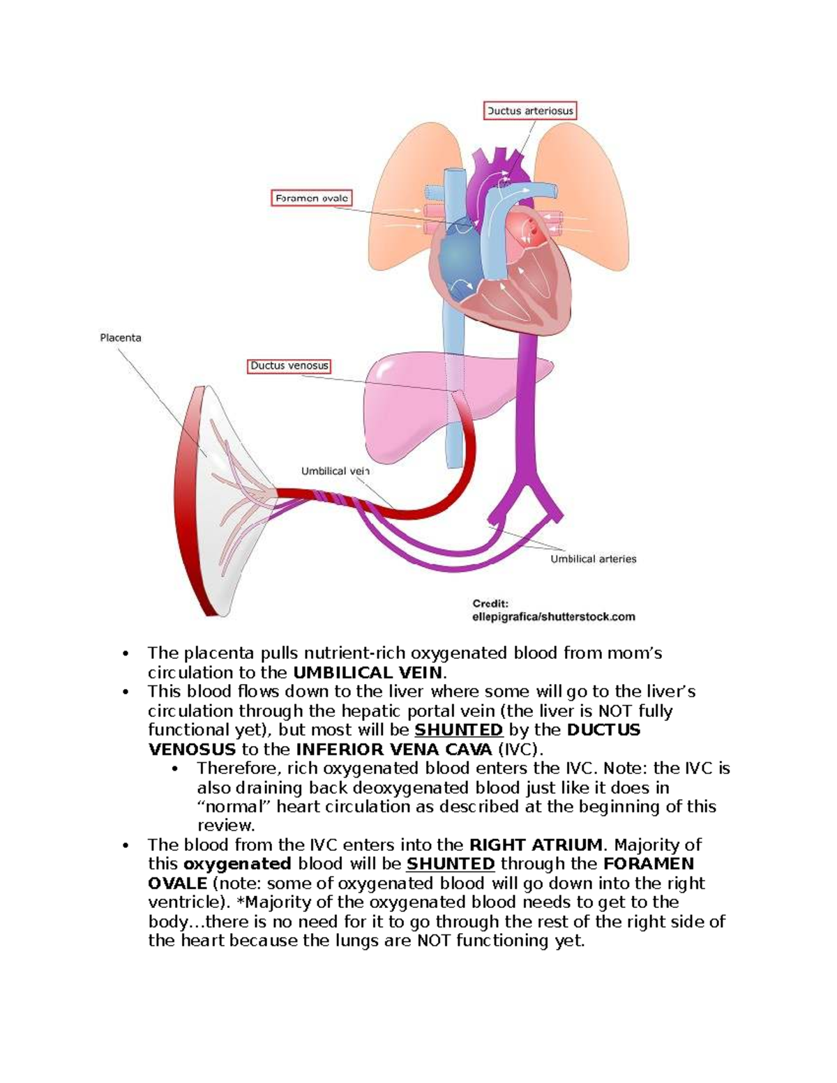Fetal circulation - Study notes - The placenta pulls nutrient-rich ...