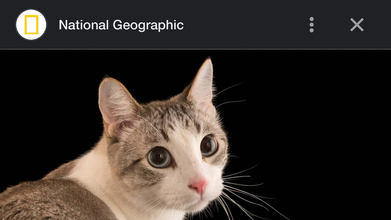 Cat - Google Search 3 - Shaun - National Geographic Domestic cat Images ...