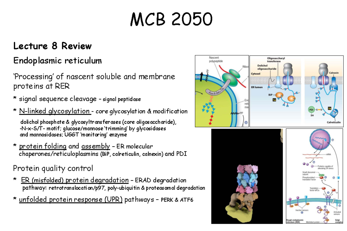 MCB 2050 Lecture 9 Notes: Endomembrane System & Vesicle Trafficking ...