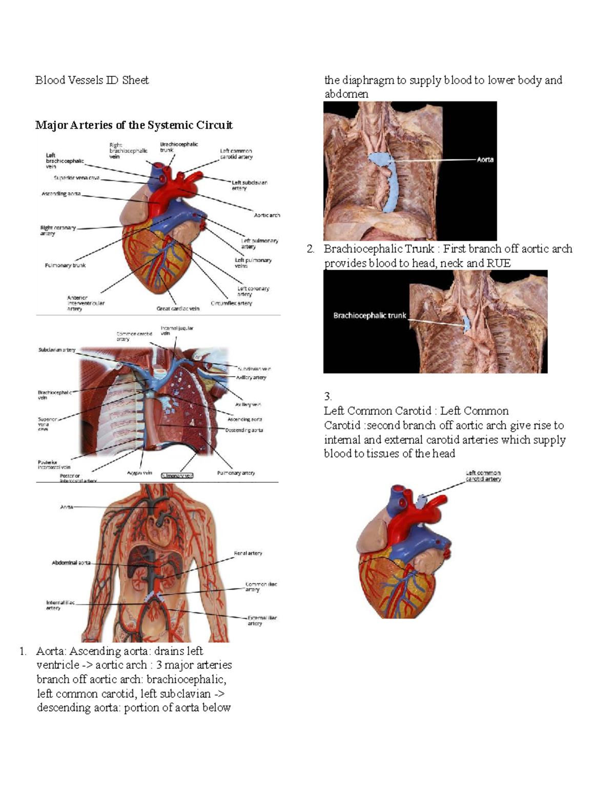 Blood Vessels ID Sheet: Major Arteries & Veins Overview - Studocu