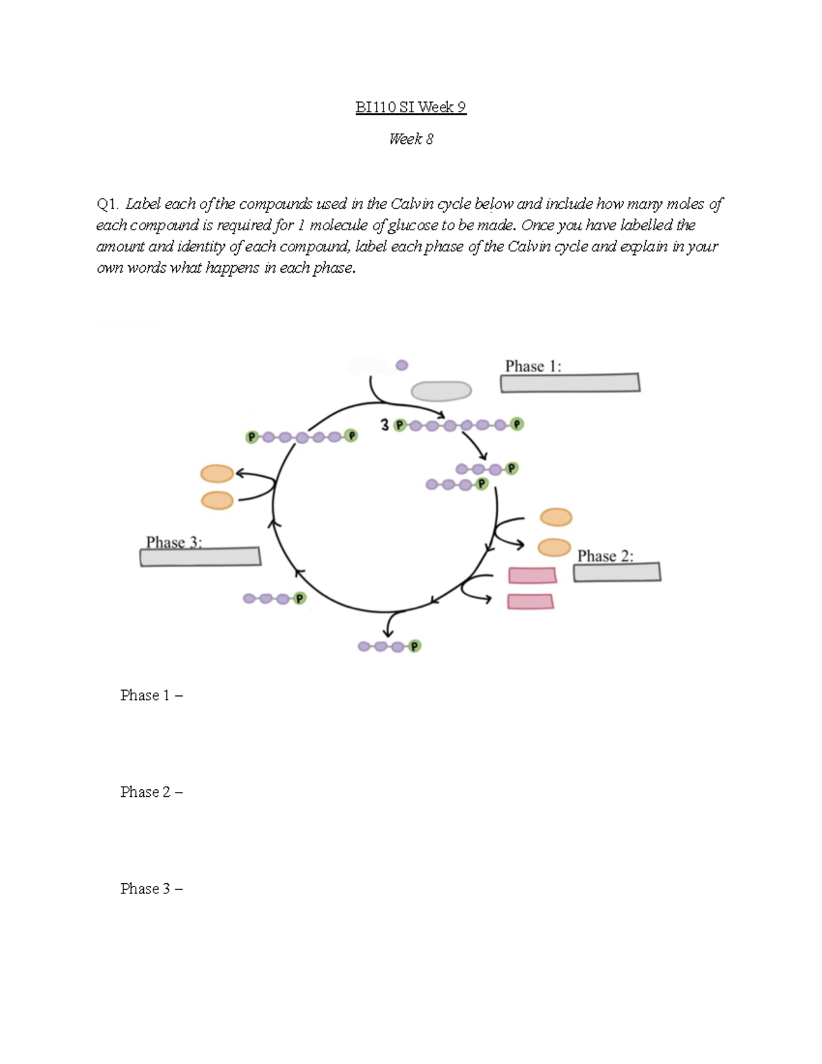 BI110 SI Week 9: Calvin Cycle & Cell Cycle Worksheets - Studocu