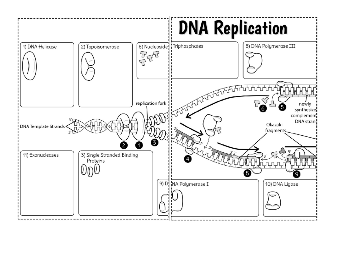 DNA Replication Worksheet: Key Concepts & Labeling Guide - Studocu