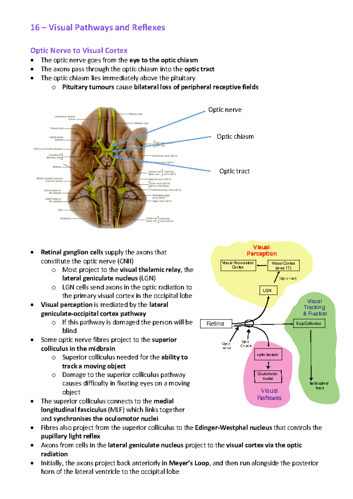 15 – Visual Pathways and Reflexes - 16 – Visual Pathways and Reflexes ...