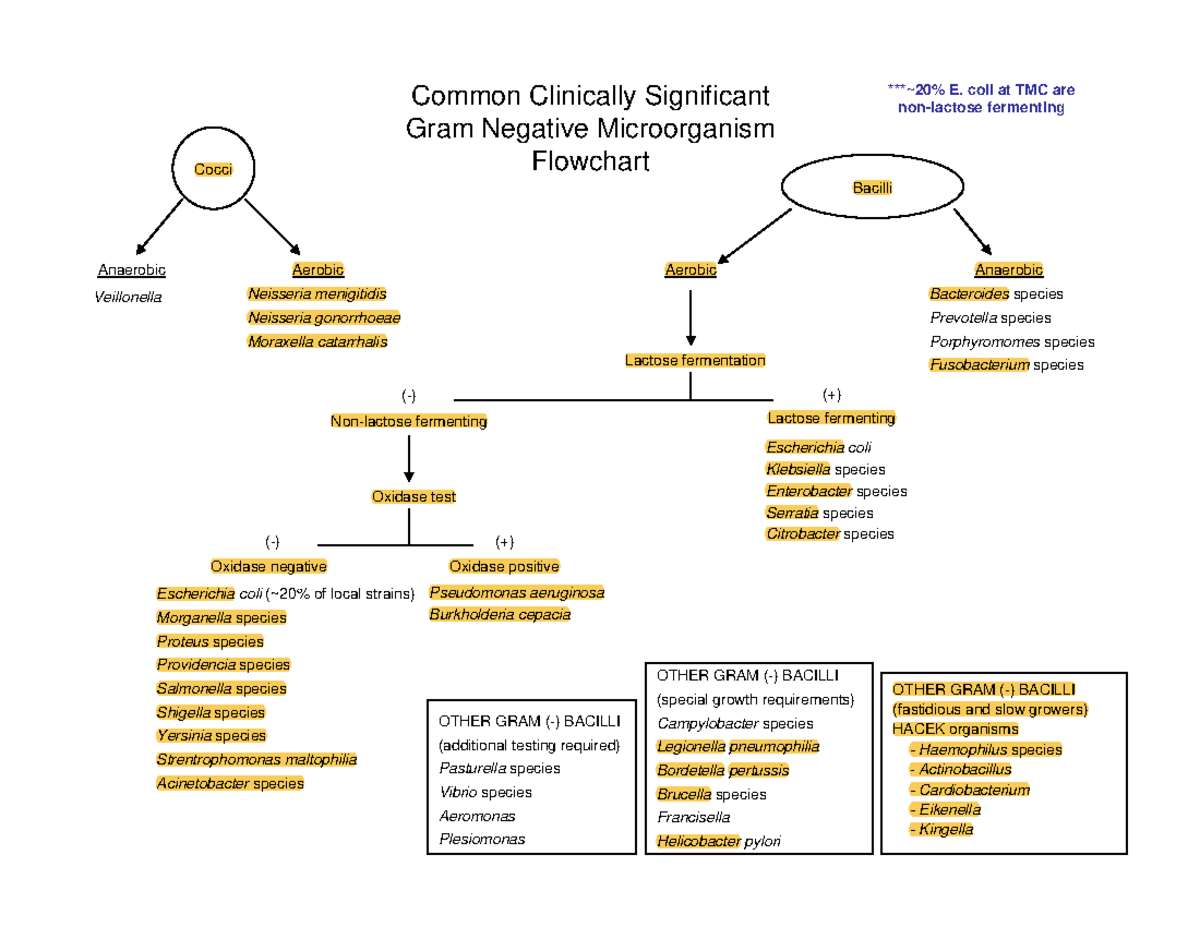 **Gram Negative Microorganism Flowchart: E. coli & Others** - Studocu