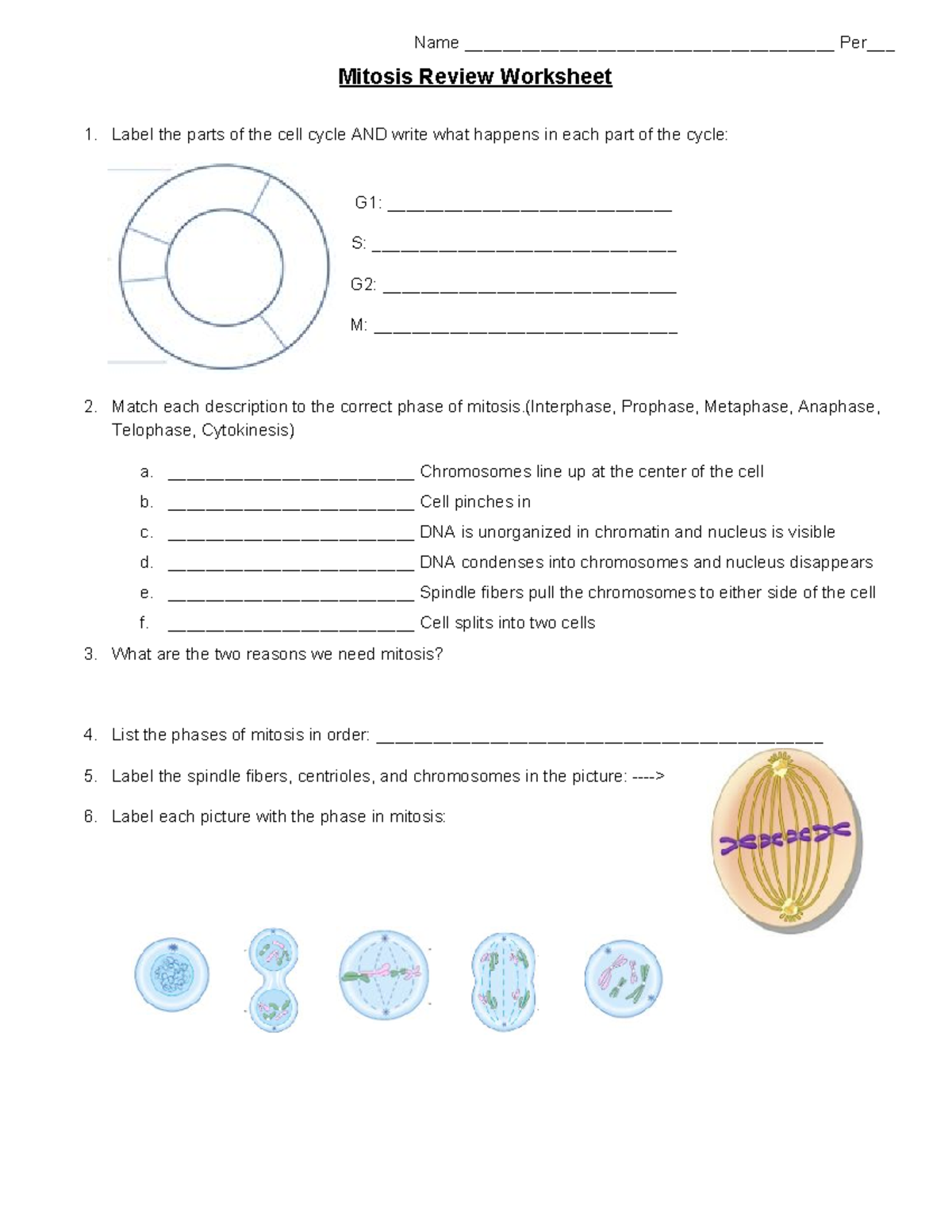 Mitosis Review Worksheet - Key Concepts and Phases Explained - Studocu