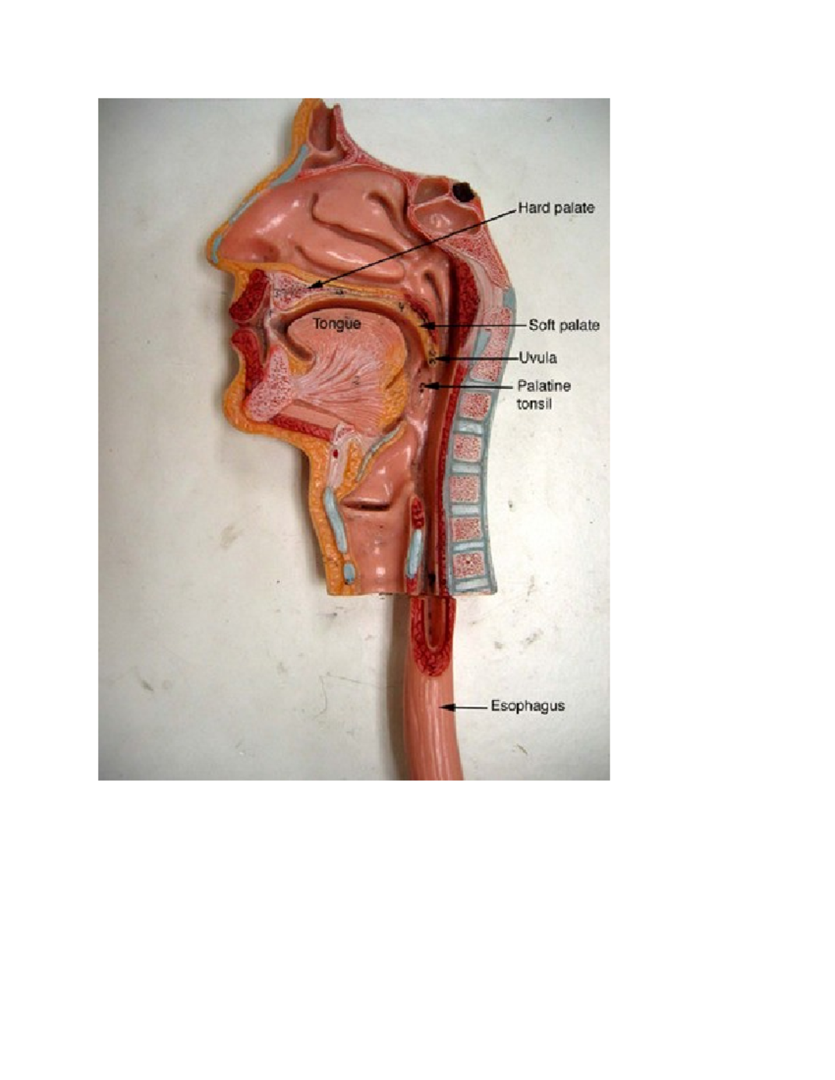 Digestive system model labeled - Pierce College Anatomy - Studocu