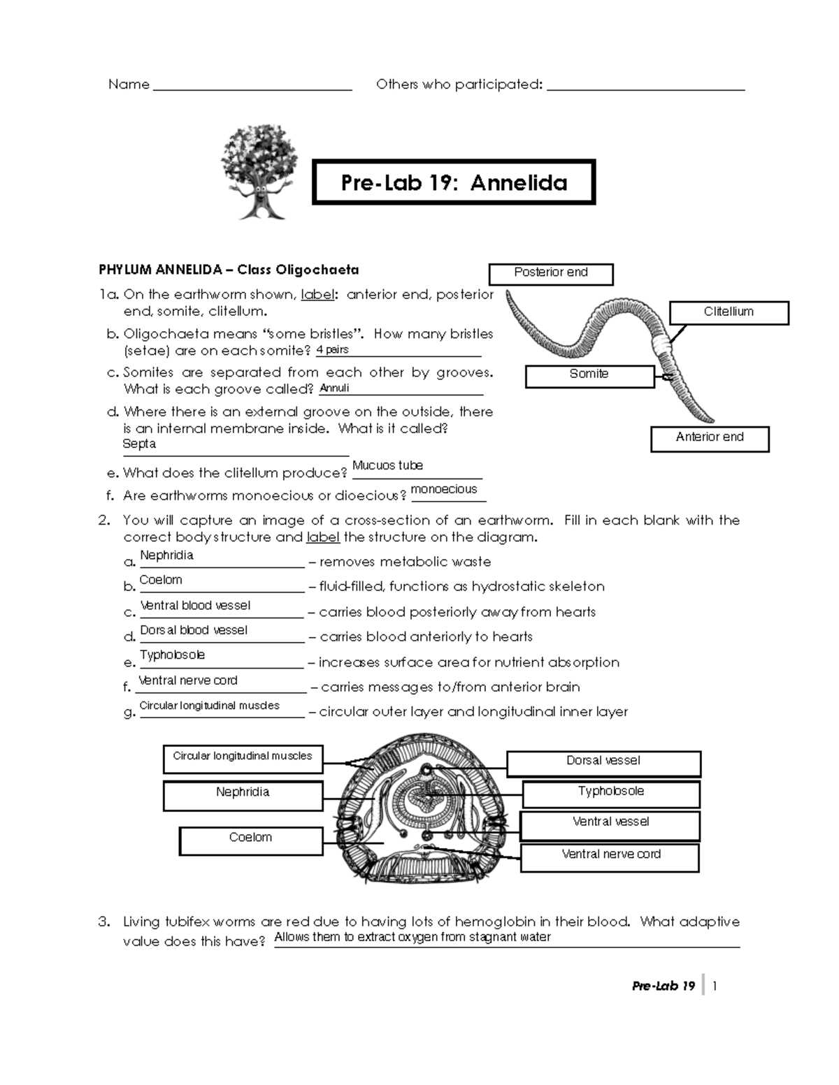 Prelab 19: Exploring Annelida Classes and Key Features - Studocu