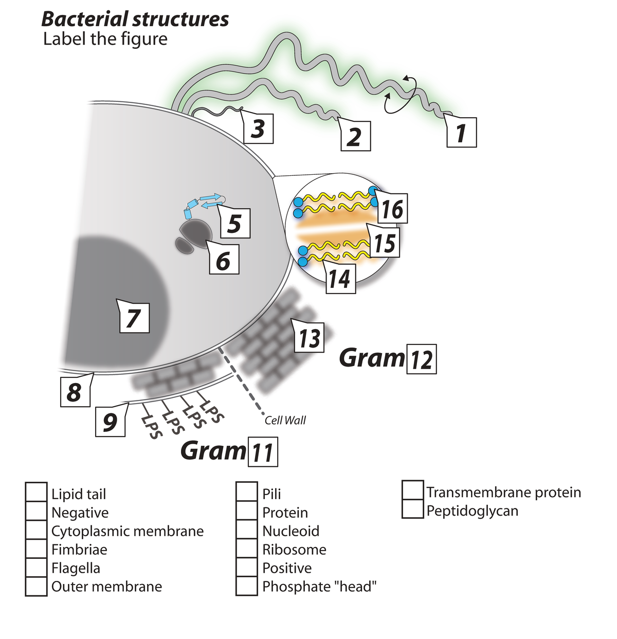 Bacterial Structures Overview and Labeling Guide - BIO 111 - LPS LPS ...