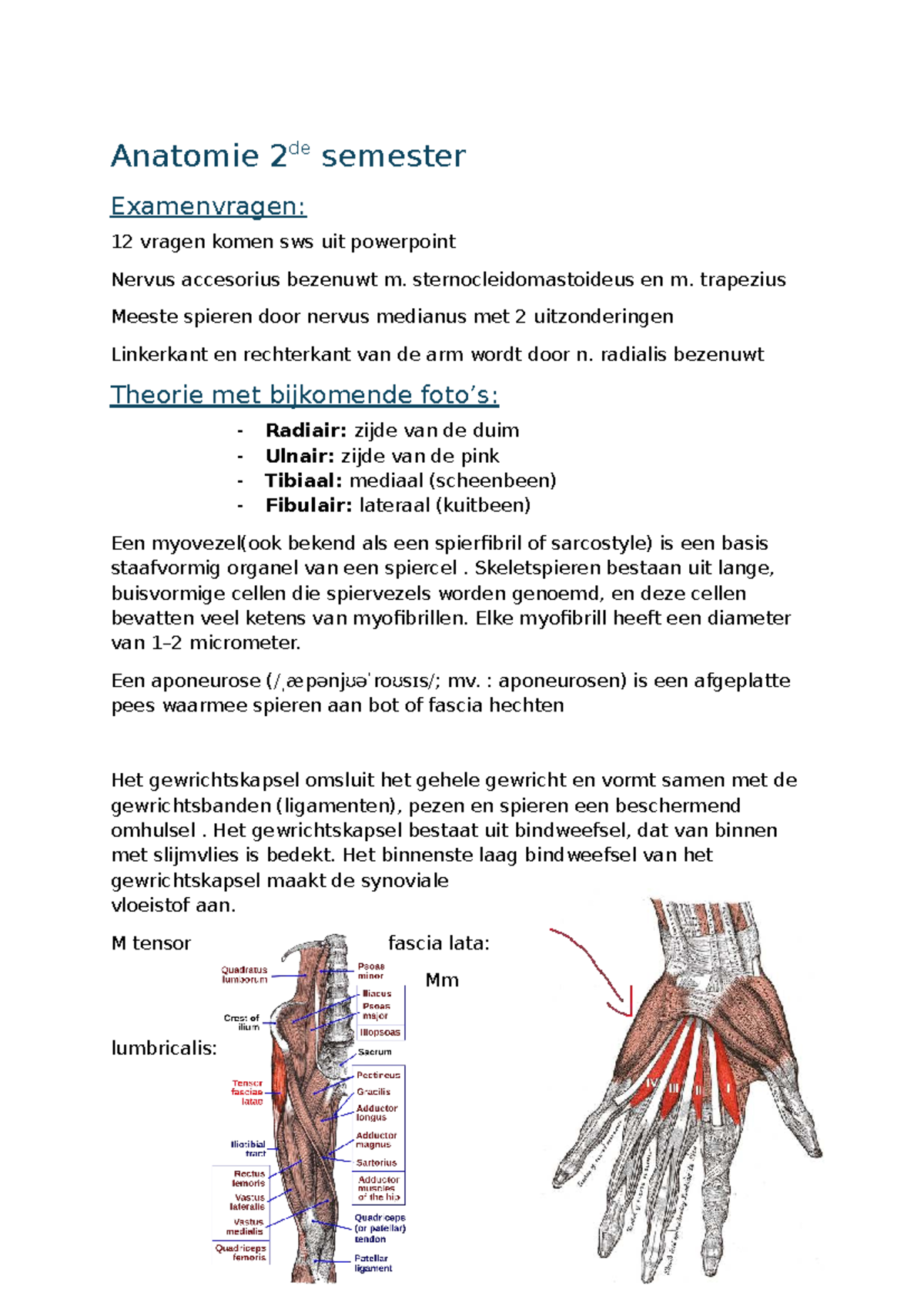 Anatomie 2de semester Samenvatting van Examenvragen en Theorie - Studocu