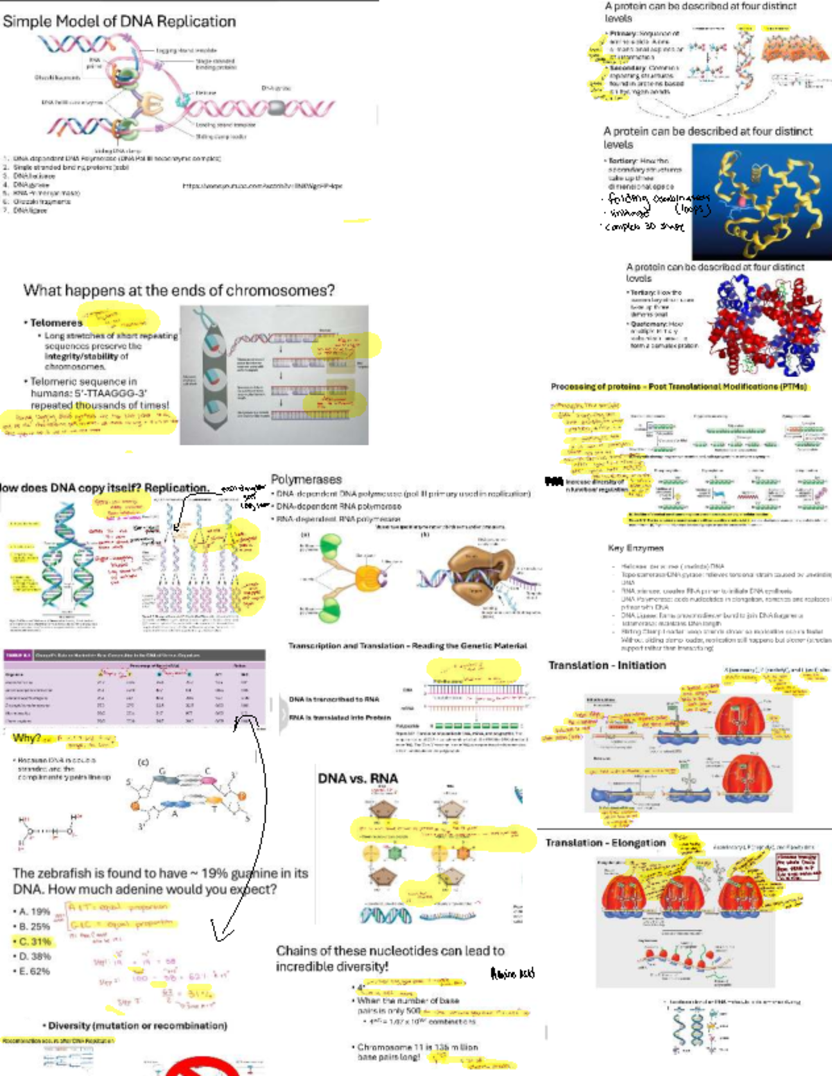 DNA Replication and Protein Structure: A Comprehensive Overview - Studocu