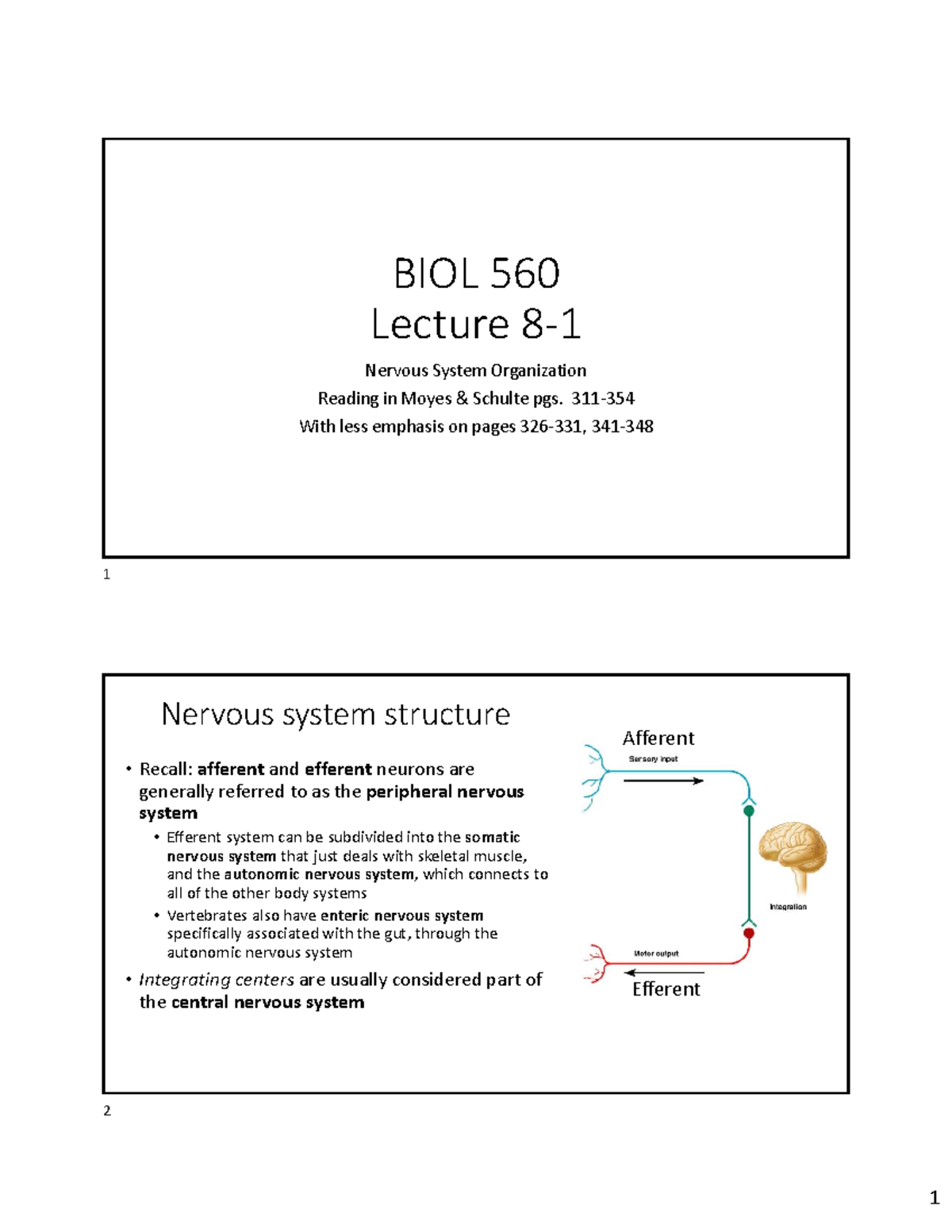 BIOL 560 Lecture Notes: Nervous System Structure & Function - Studocu