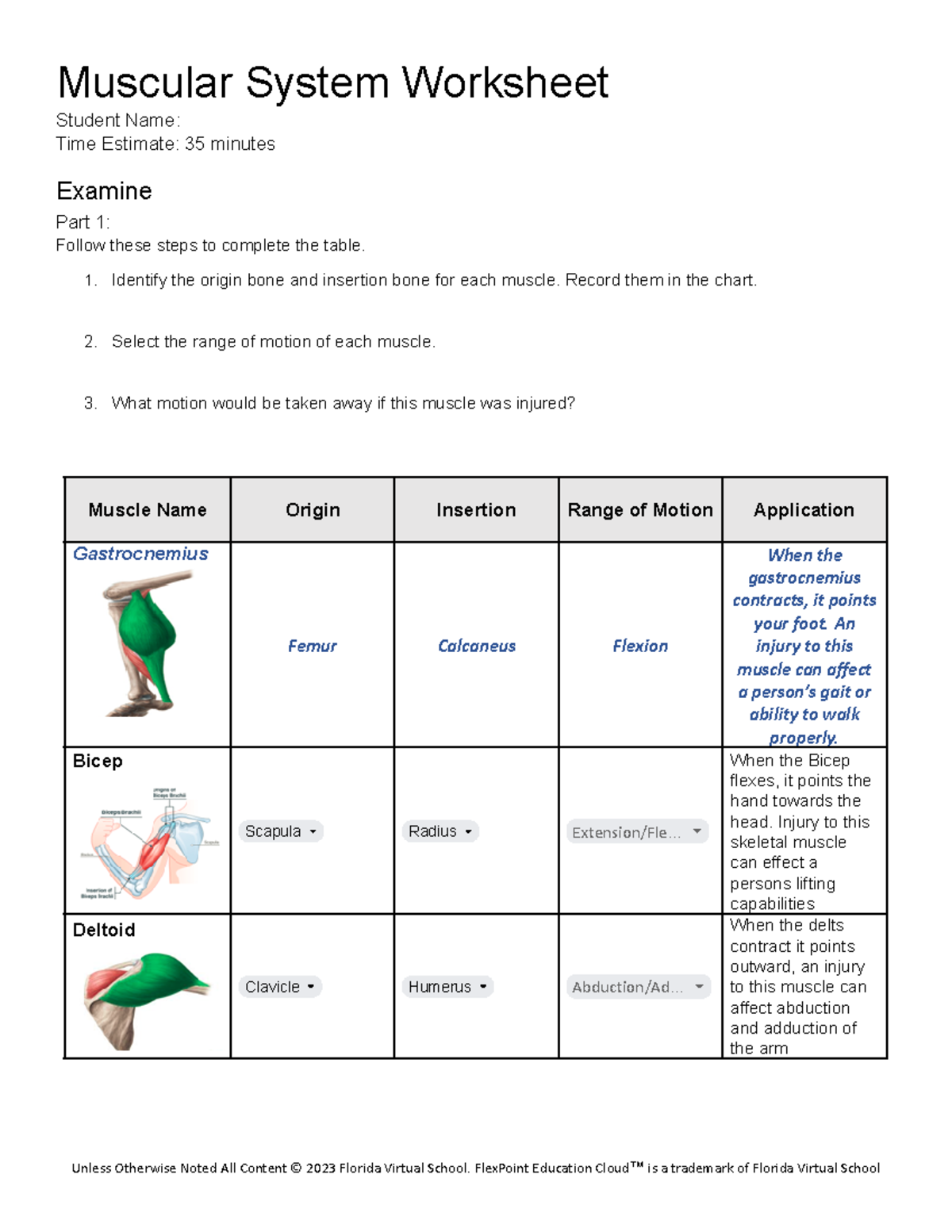 204 Muscular System Worksheet: Origin, Insertion, and Movement Analysis ...